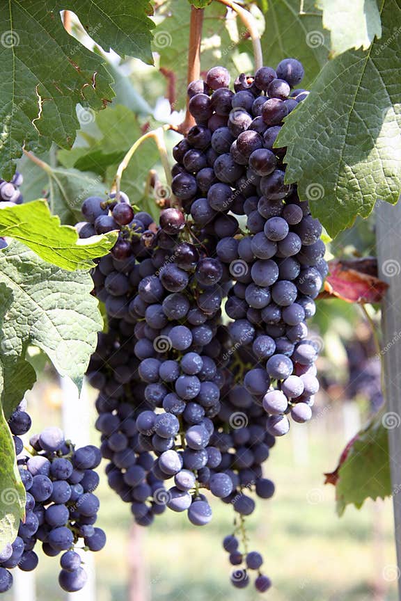 Italian grapes stock image. Image of background, farming - 6266289
