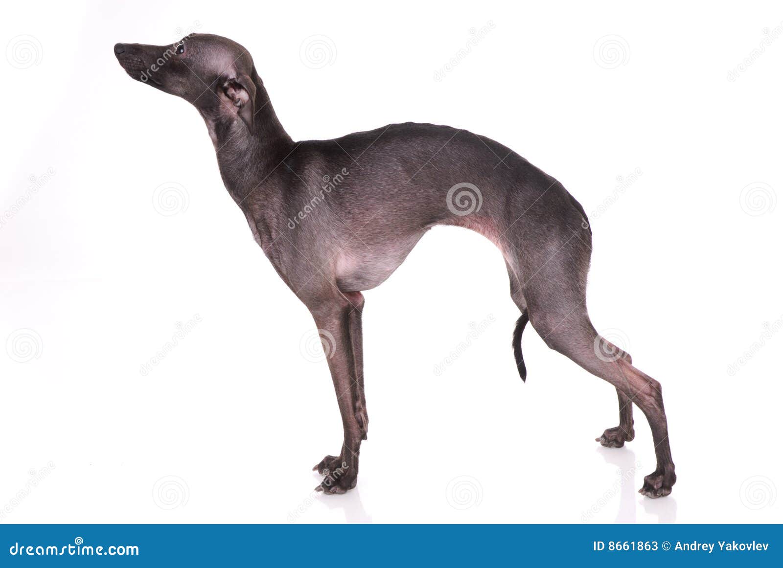 Italian greyhound stock image. Image of domestic, animal - 8661863