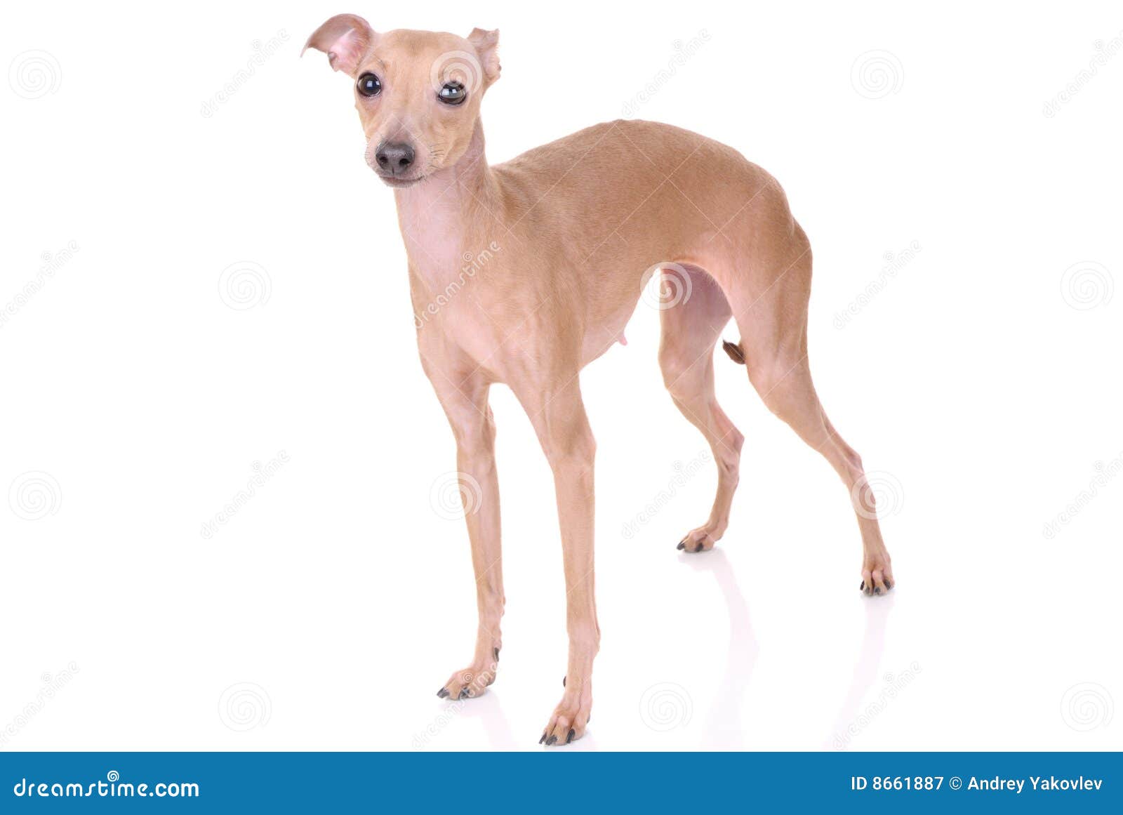 Italian greyhound stock image. Image of italian, isolated - 8661887