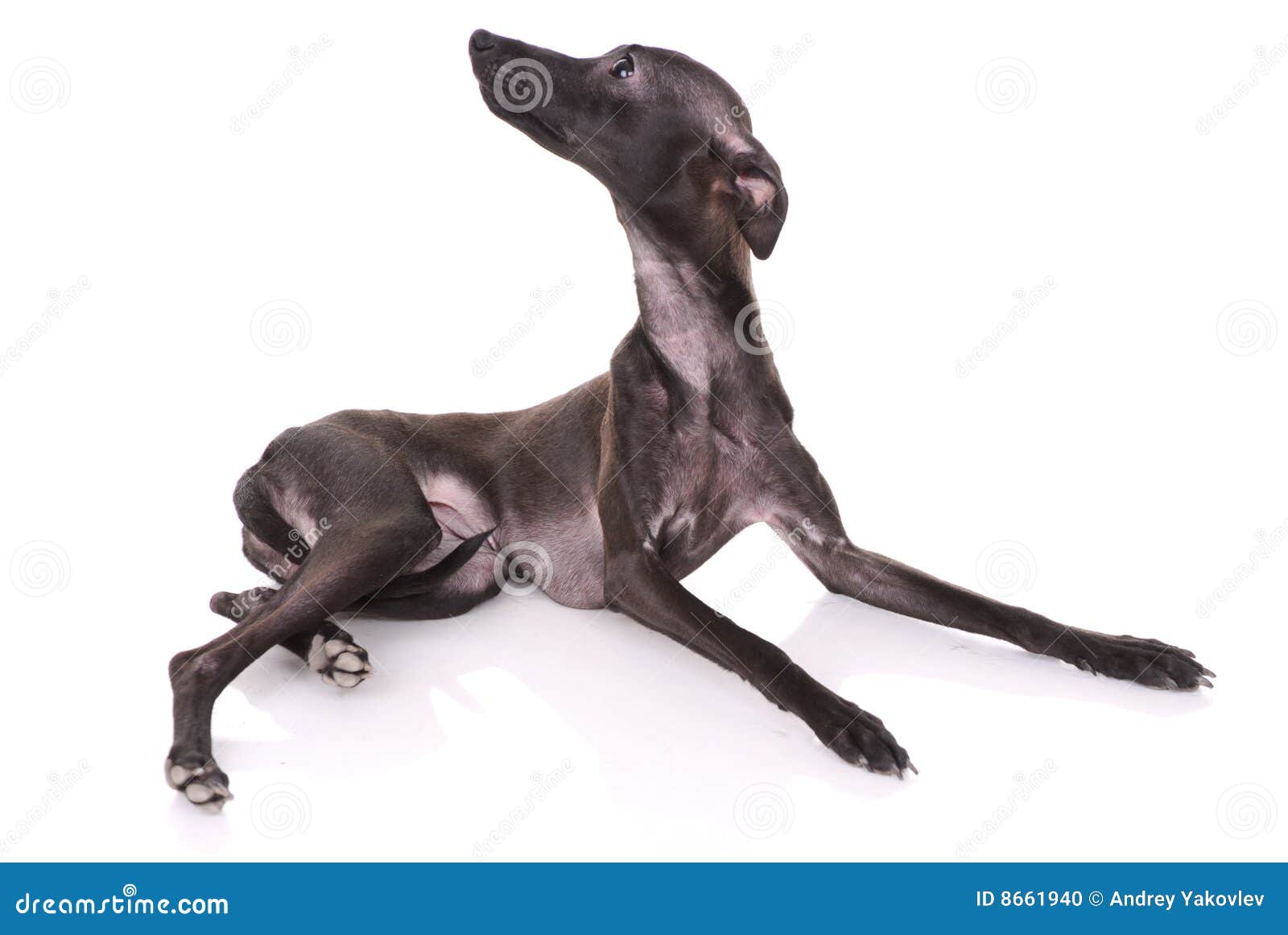 Italian greyhound stock photo. Image of isolated, italian - 8661940