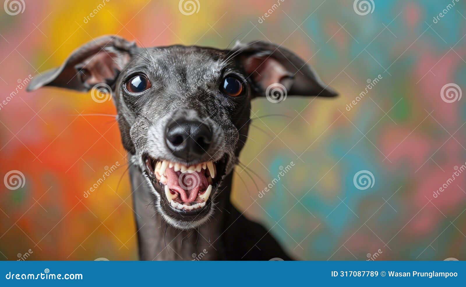 Italian Greyhound, Angry Dog Baring Its Teeth, Studio Lighting Pastel ...