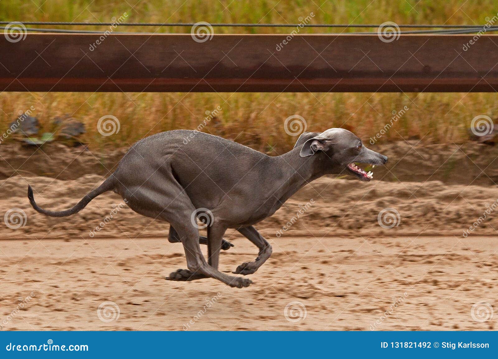 Italian Greyhound Running