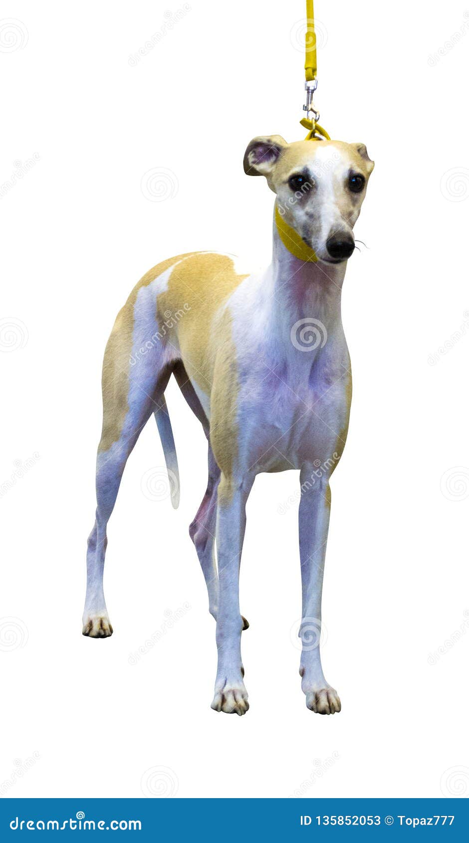 Italian Greyhound Isolated on White Background Stock Image - Image of ...