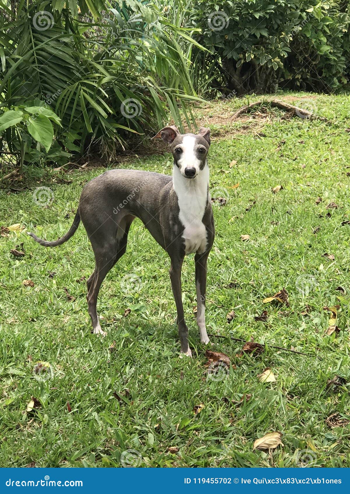 Italian Greyhound stock photo. Image of royal, daisy - 119455702