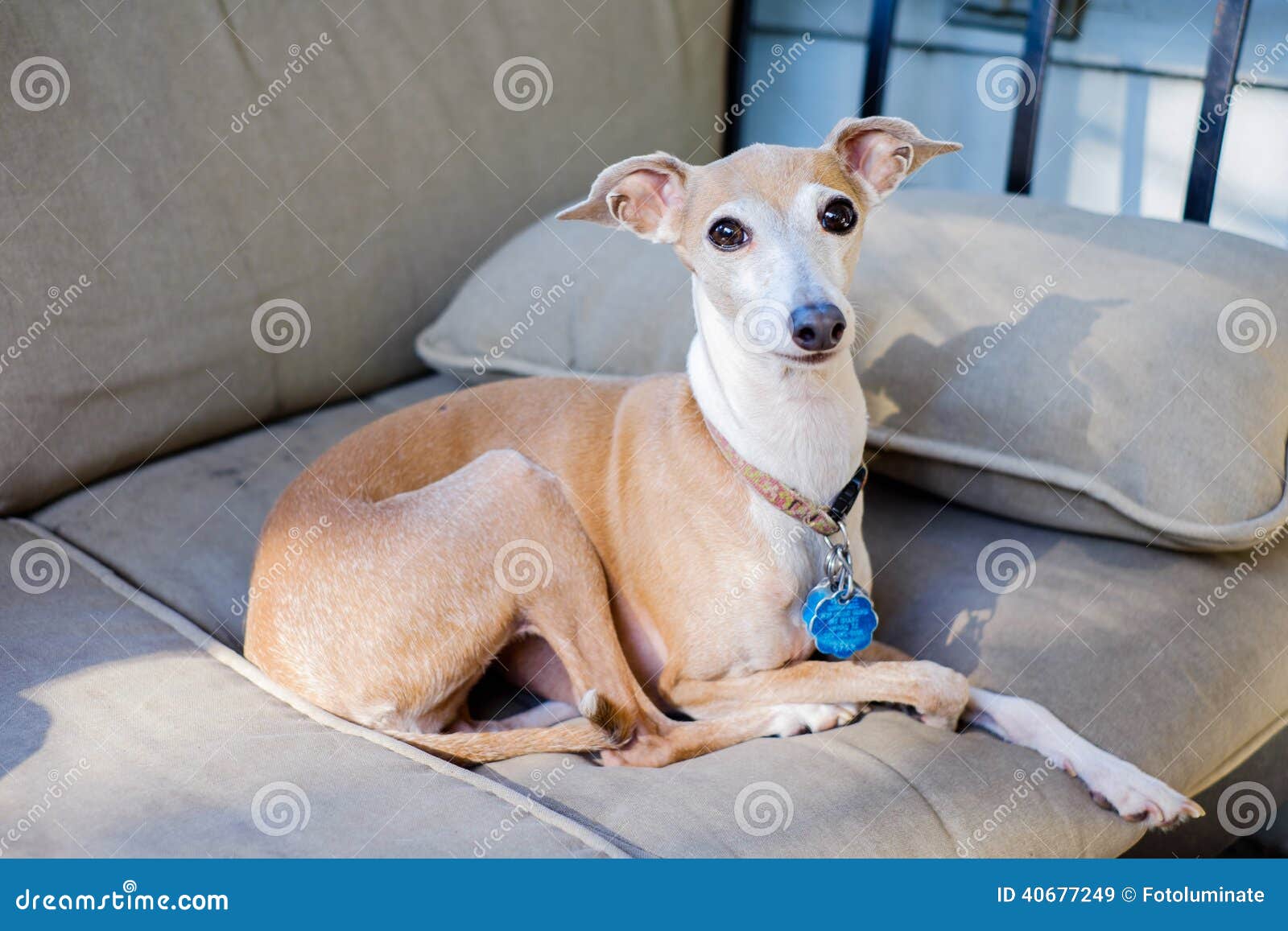 Italian Greyhound stock image. Image of sighthound, longdog - 40677249