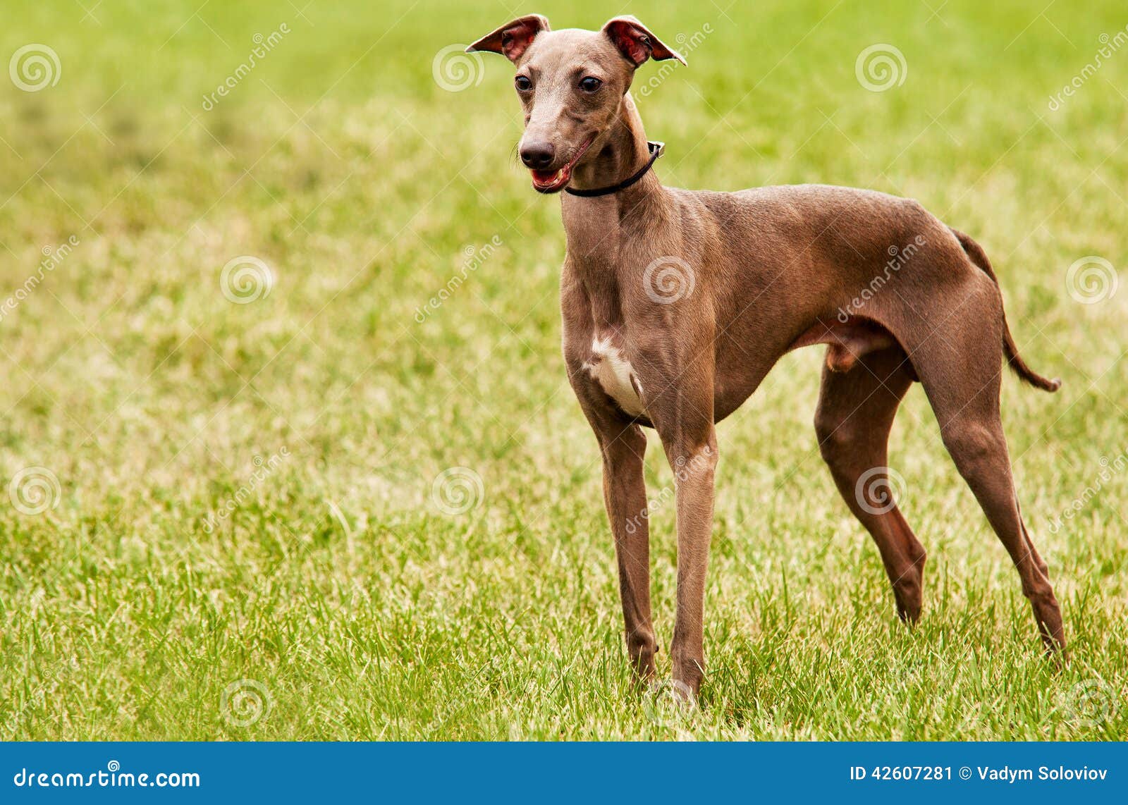 Italian Greyhound Portrait on Te Green Grass Stock Image - Image of ...