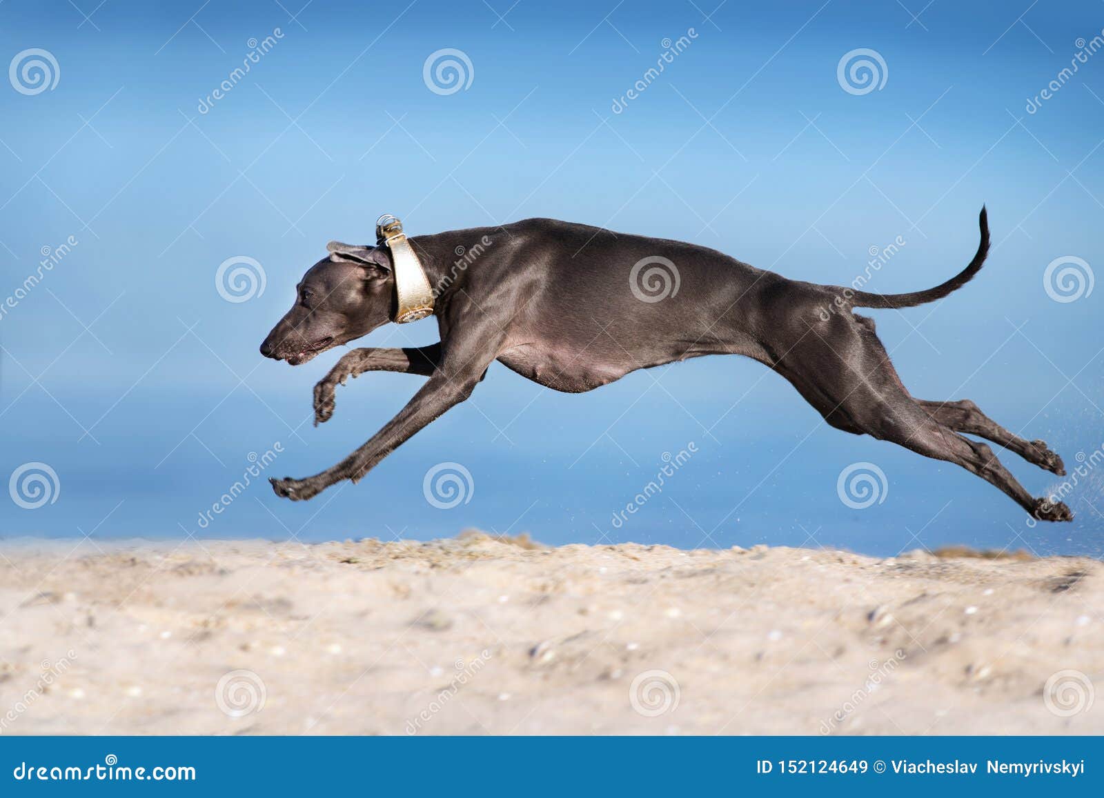 Italian greyhound run stock image. Image of cute, running - 152124649