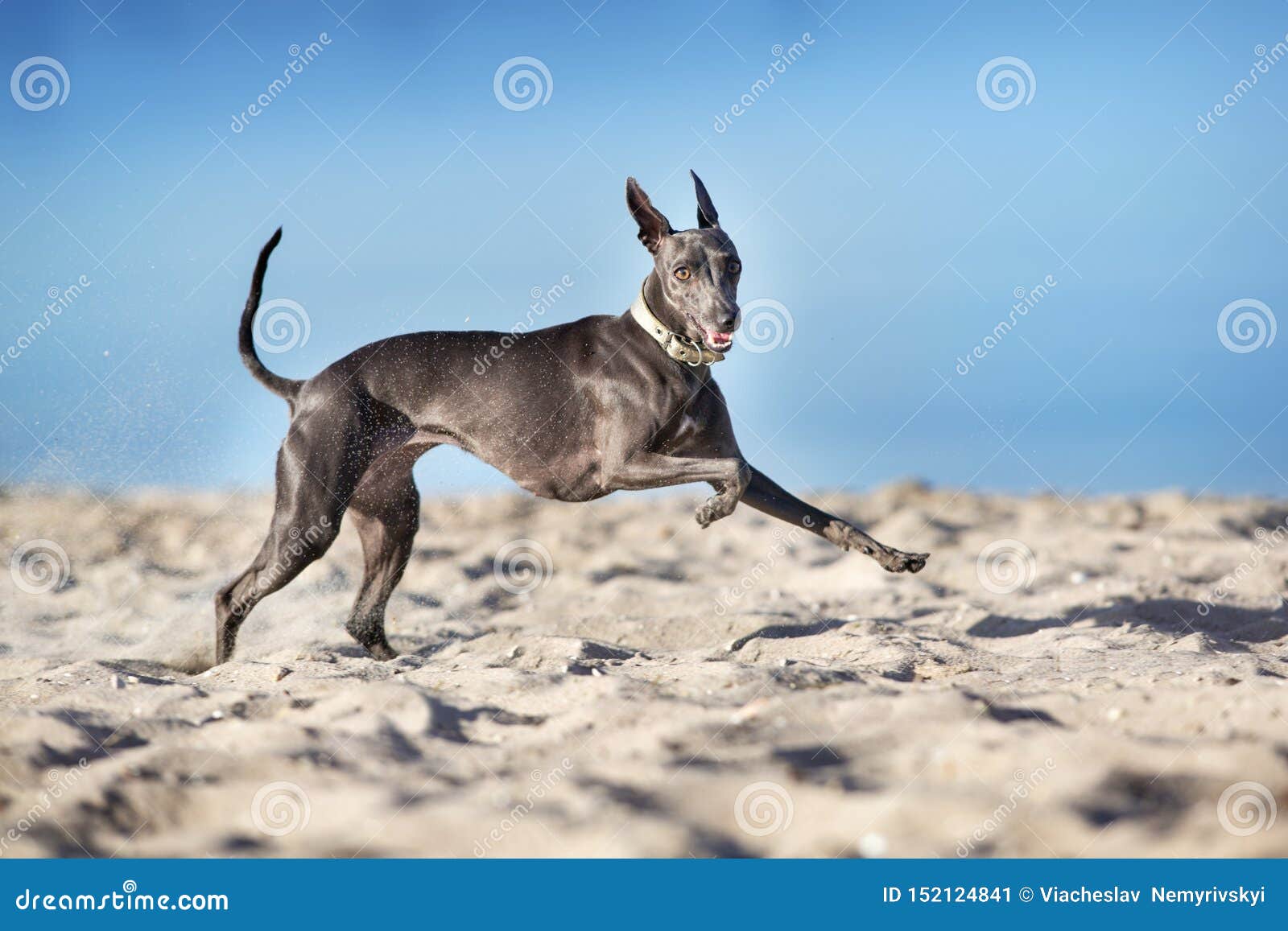 Italian greyhound run stock image. Image of puppy, river - 152124841