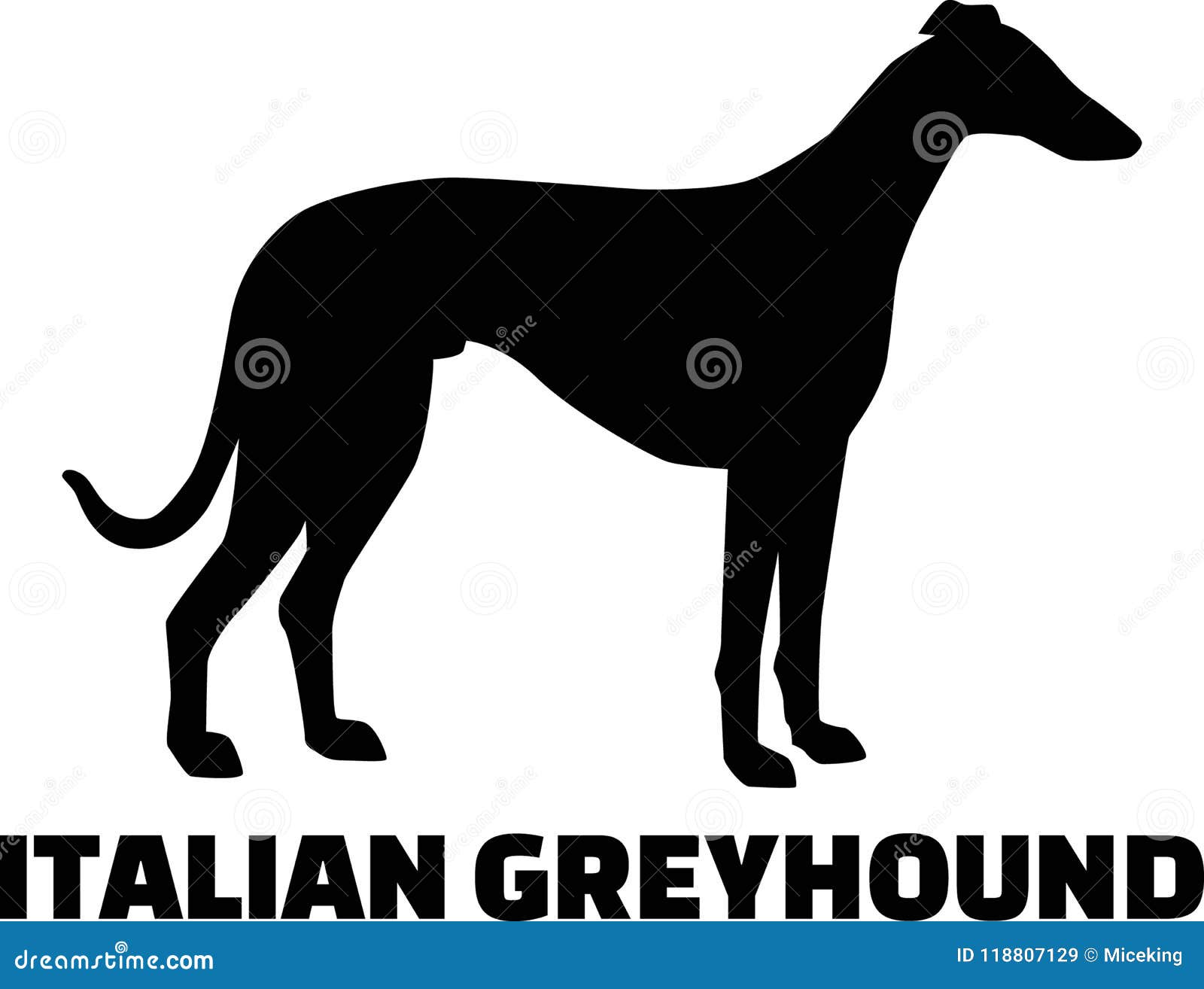 Italian Greyhound Silhouette Real Word Stock Vector - Illustration of ...