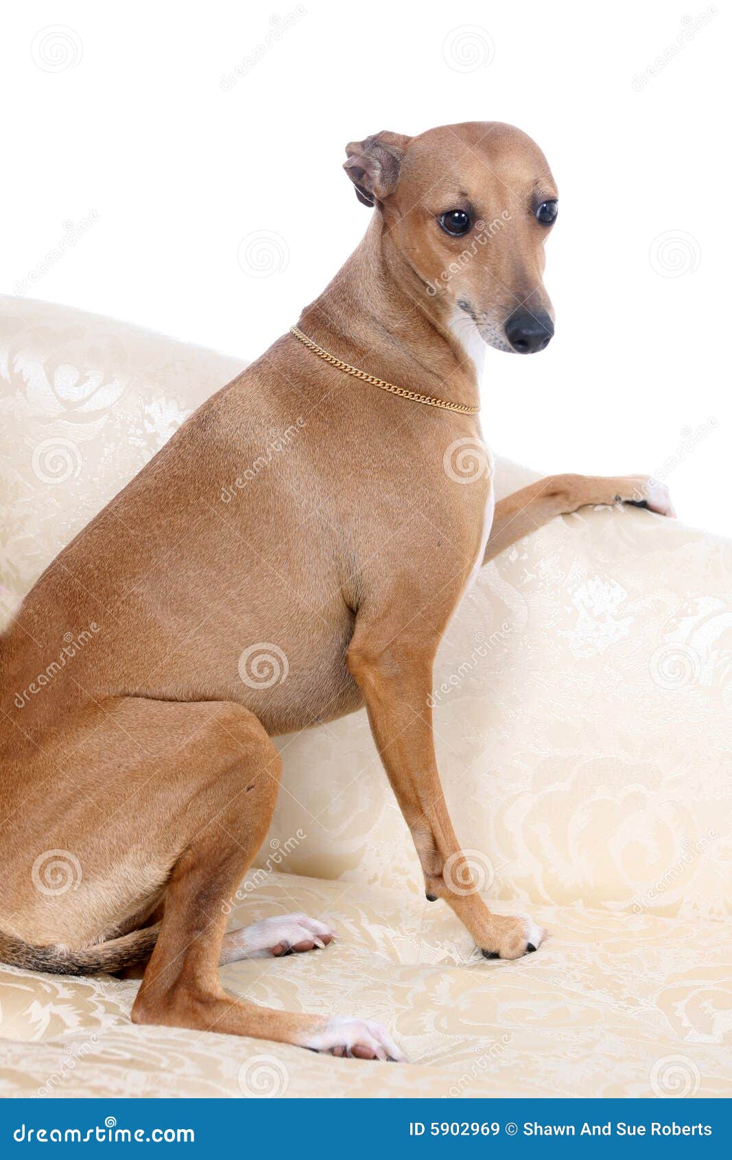 Italian Greyhound Sitting on Couch Stock Image - Image of pretty ...