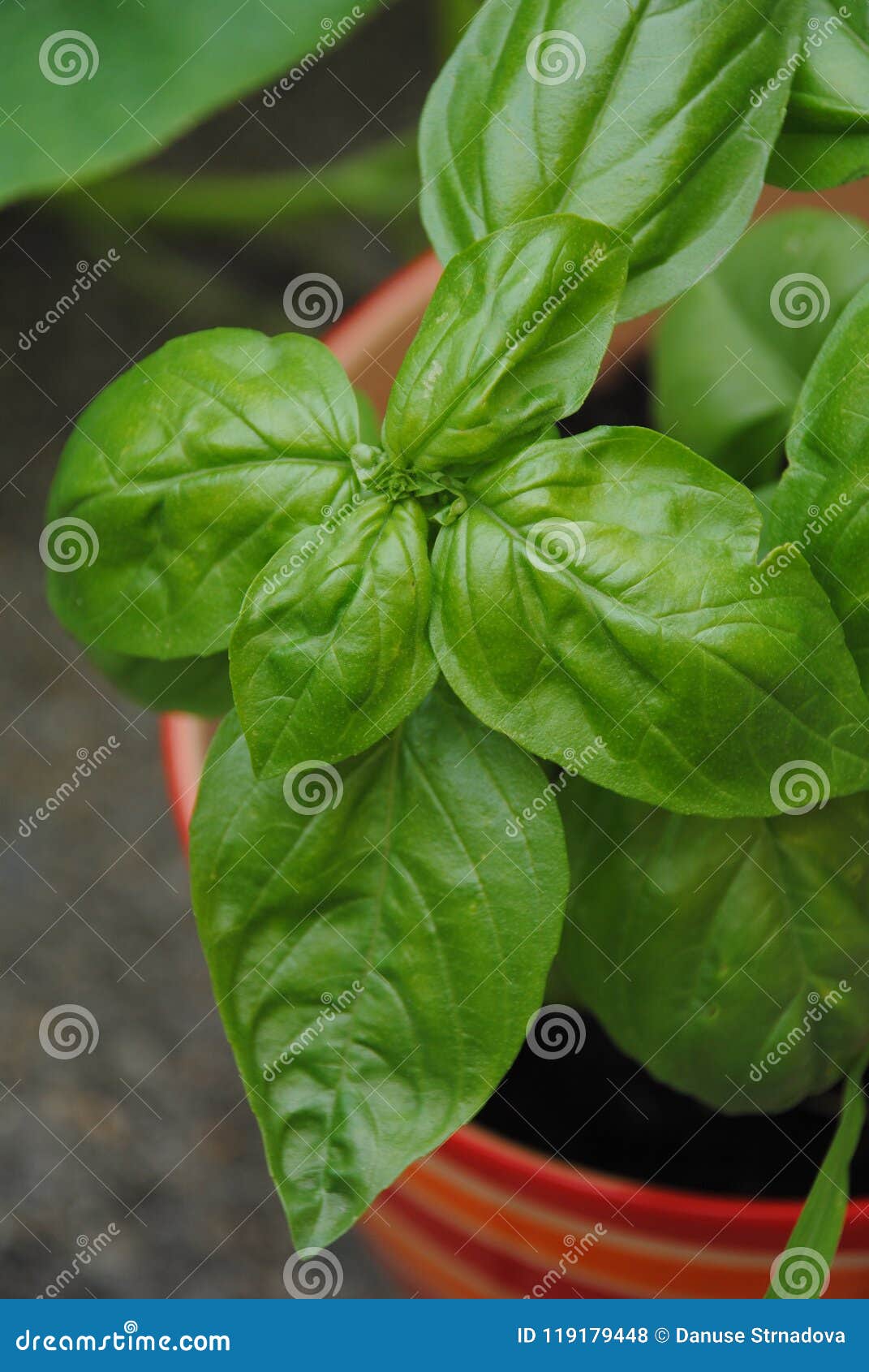 Italian Herbs - Basil in Pot Stock Photo - Image of healthy, food ...