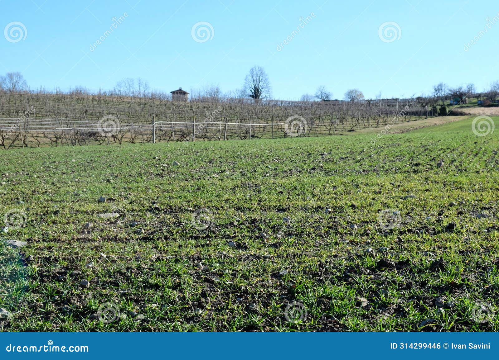 Italian Hilly Countryside Panorama with Corn Fields and Rows of Vines ...