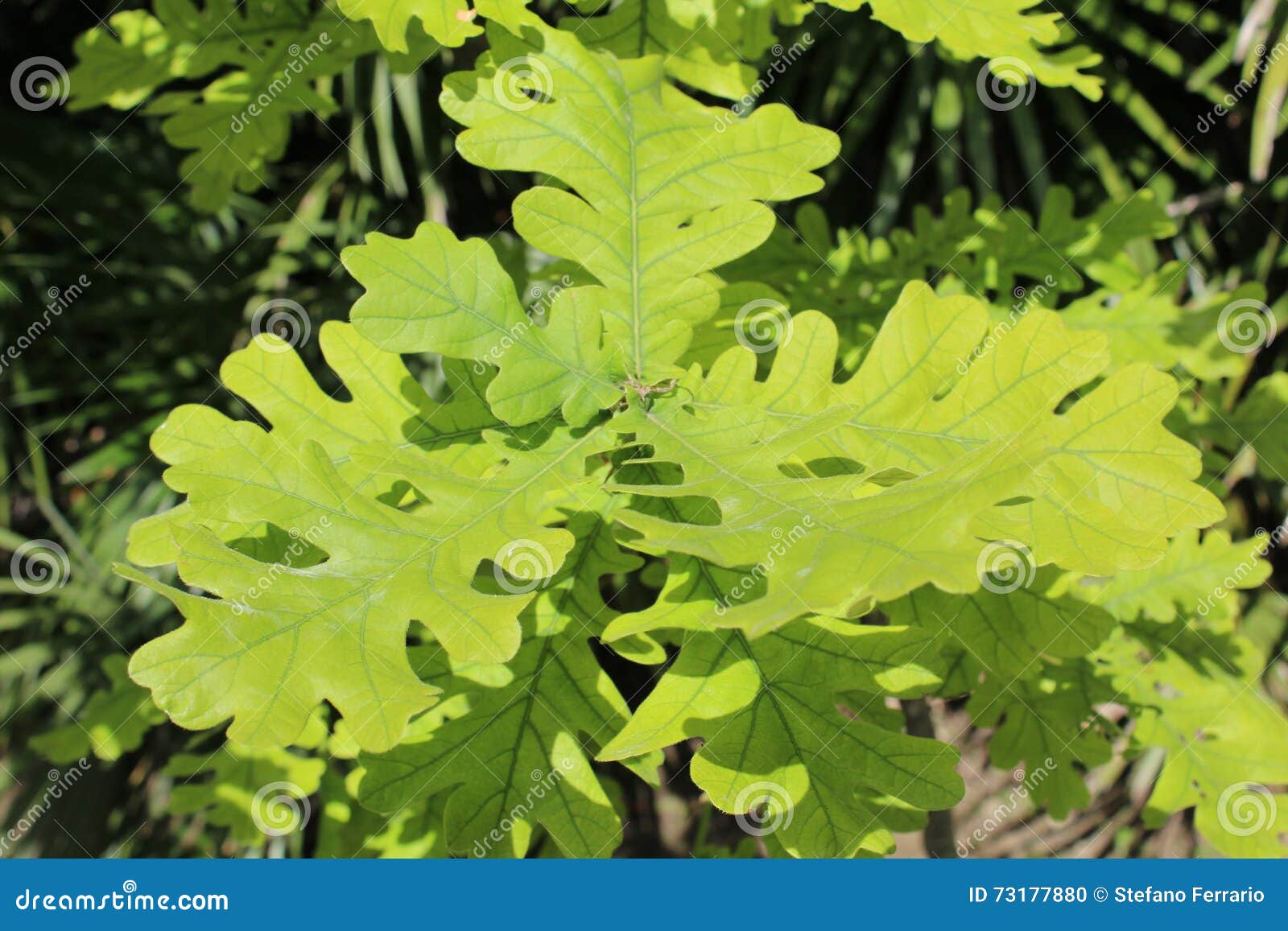 Italian or hungarian oak stock photo. Image of mediterranean - 73177880