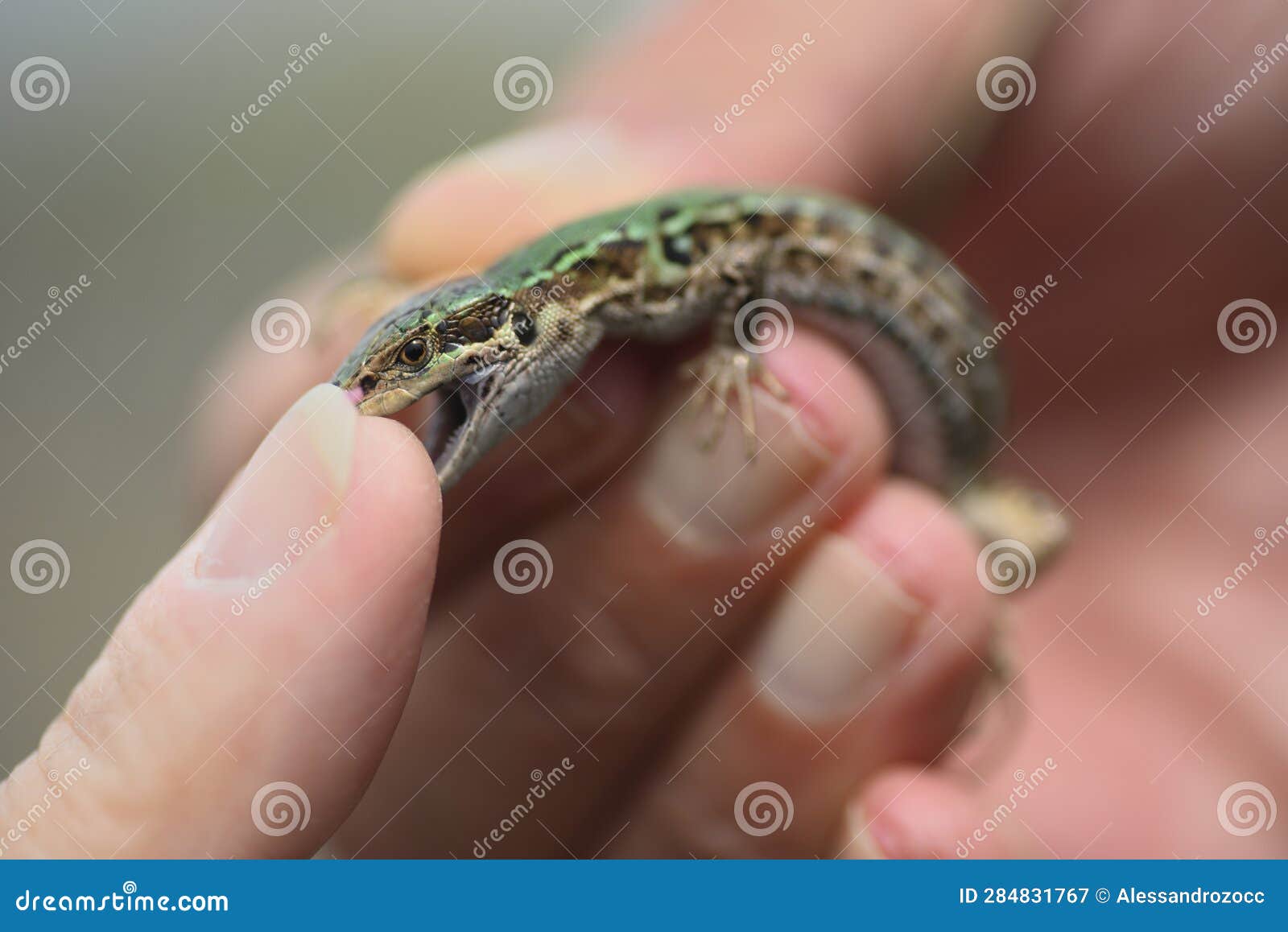 Italian Lizard Biting a Finger Stock Image - Image of hand, italian ...