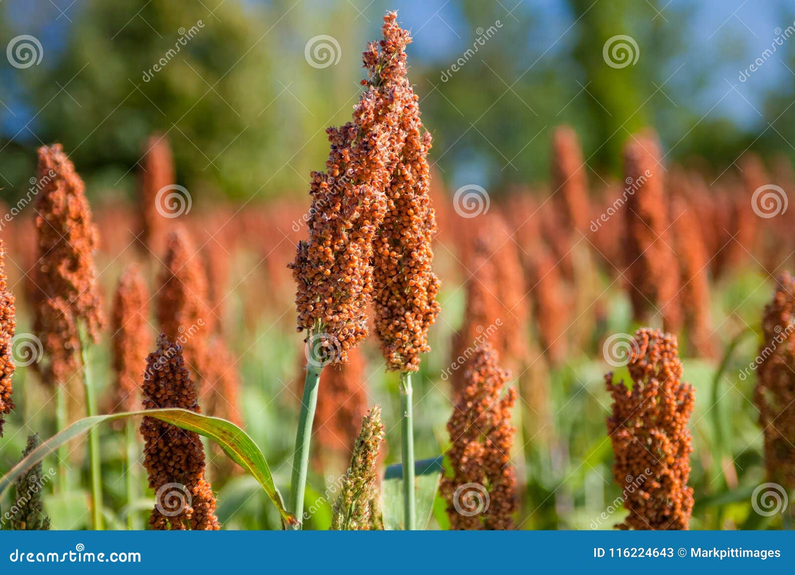 Italian Maize in the Initial Phase of Growth Stock Image - Image of ...