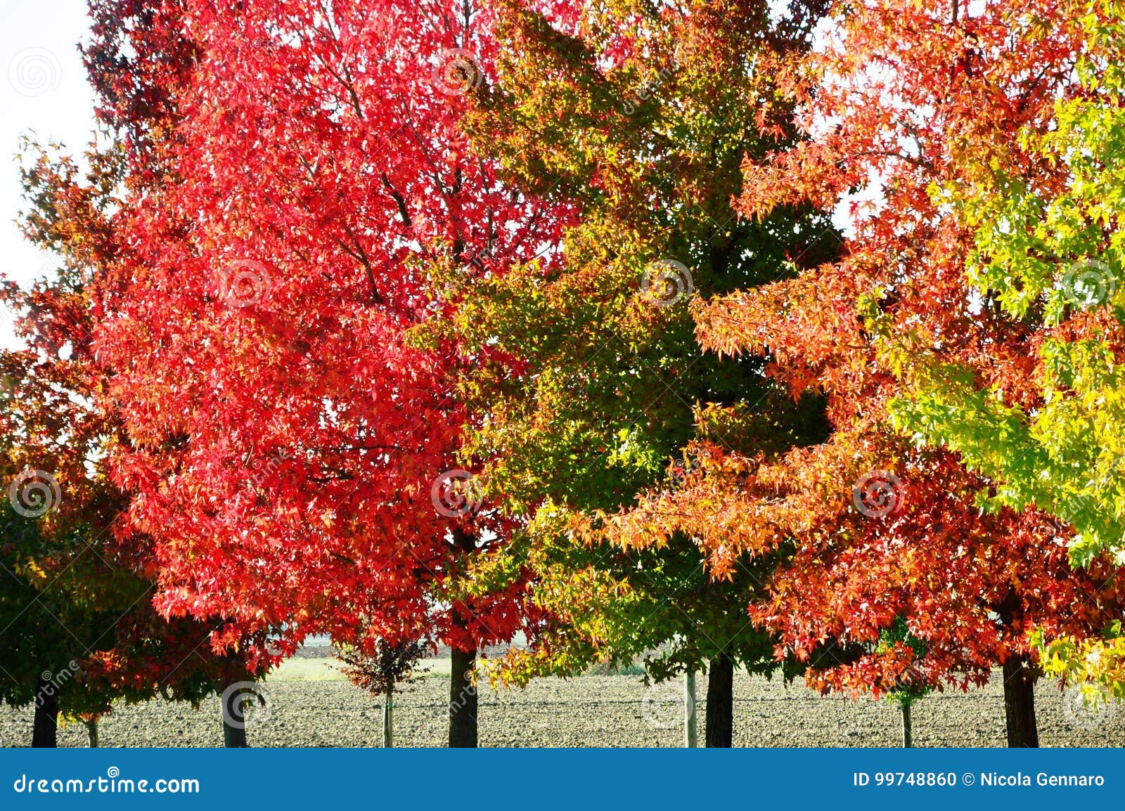 Autumn trees stock photo. Image of deciduous, flora, yellow - 99748860