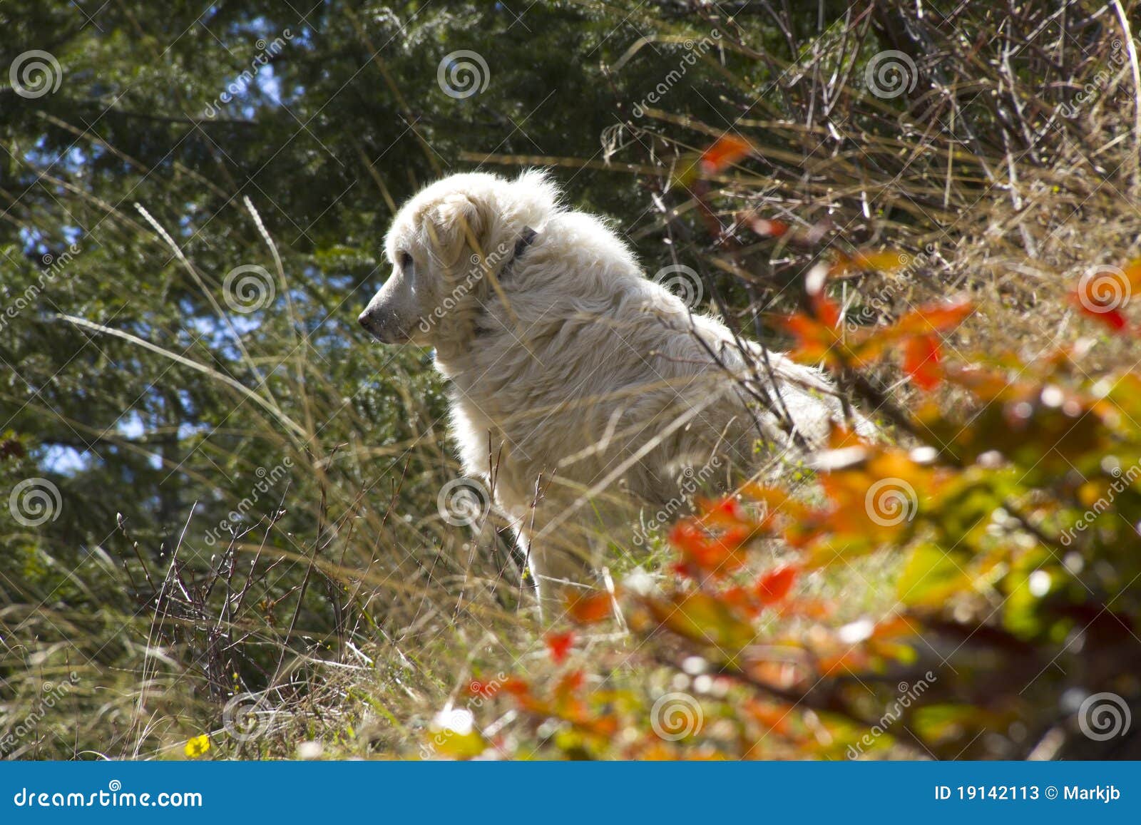 Italian Maremma Keeps Guard Stock Image - Image of shrubs, guard: 19142113