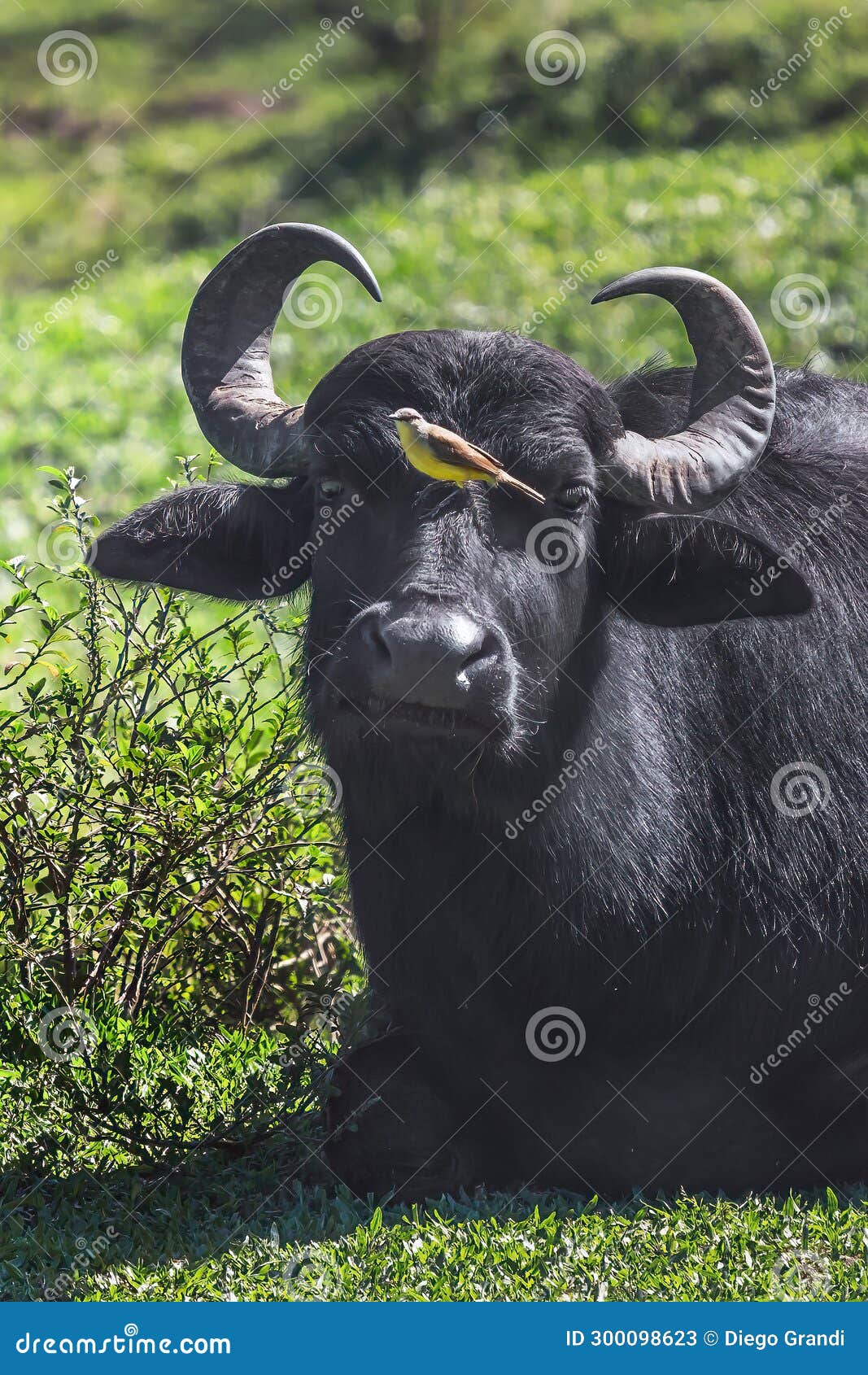 Italian Mediterranean Buffalo with a Bird on Its Face - Water Buffalo ...