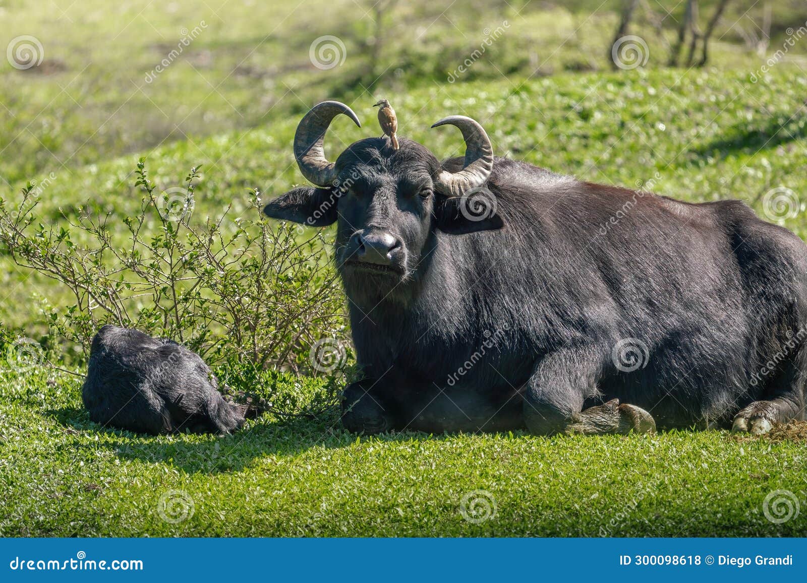 Italian Mediterranean Buffalo with a Bird on Its Head - Water Buffalo ...