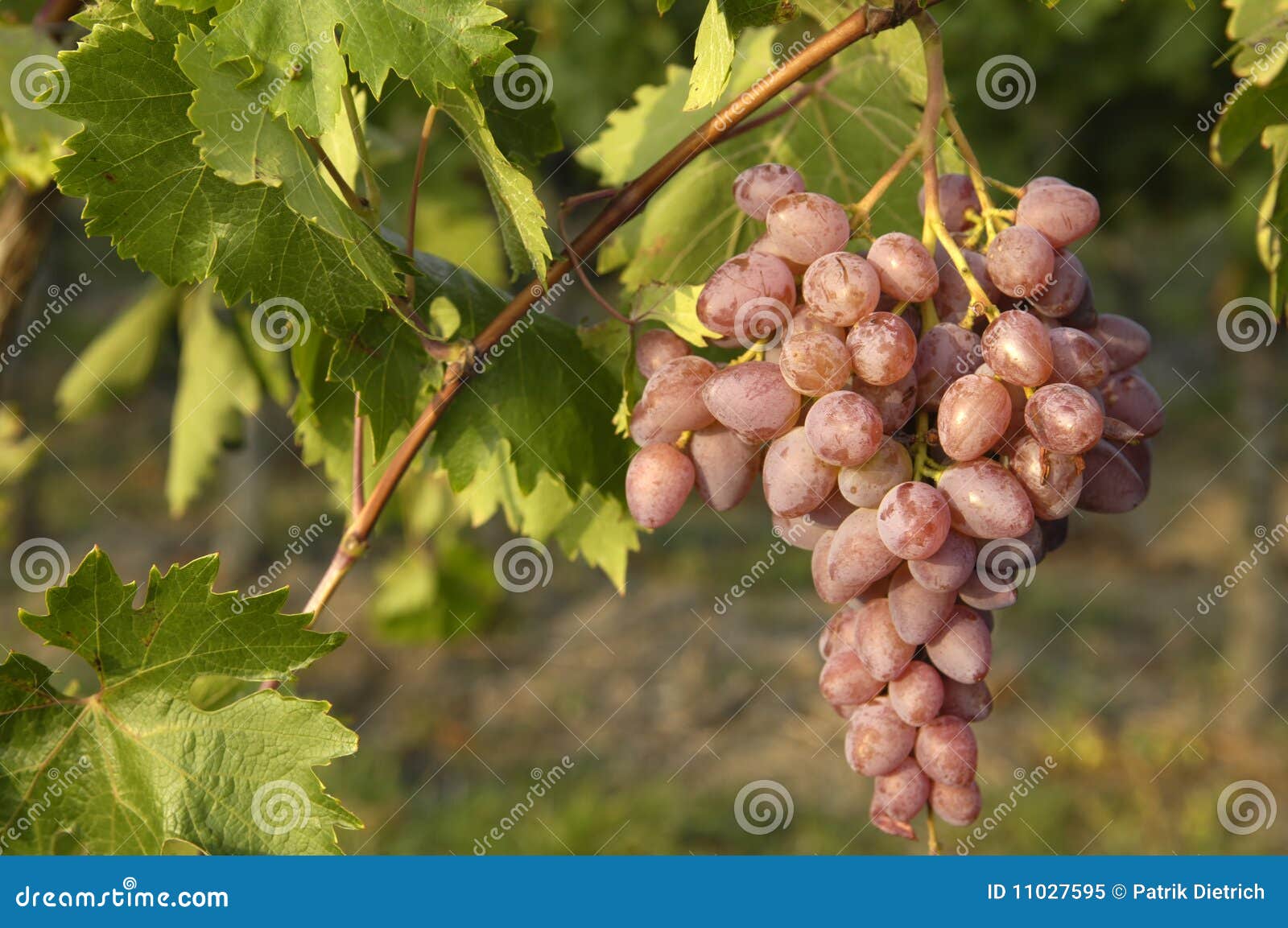 Muskateller Grape Stock Photos - Free & Royalty-Free Stock Photos from ...