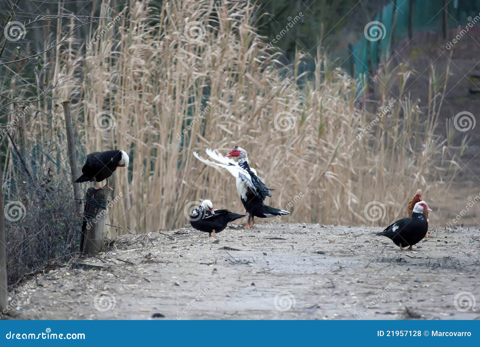 Italian native ducks stock photo. Image of italian, barberia - 21957128