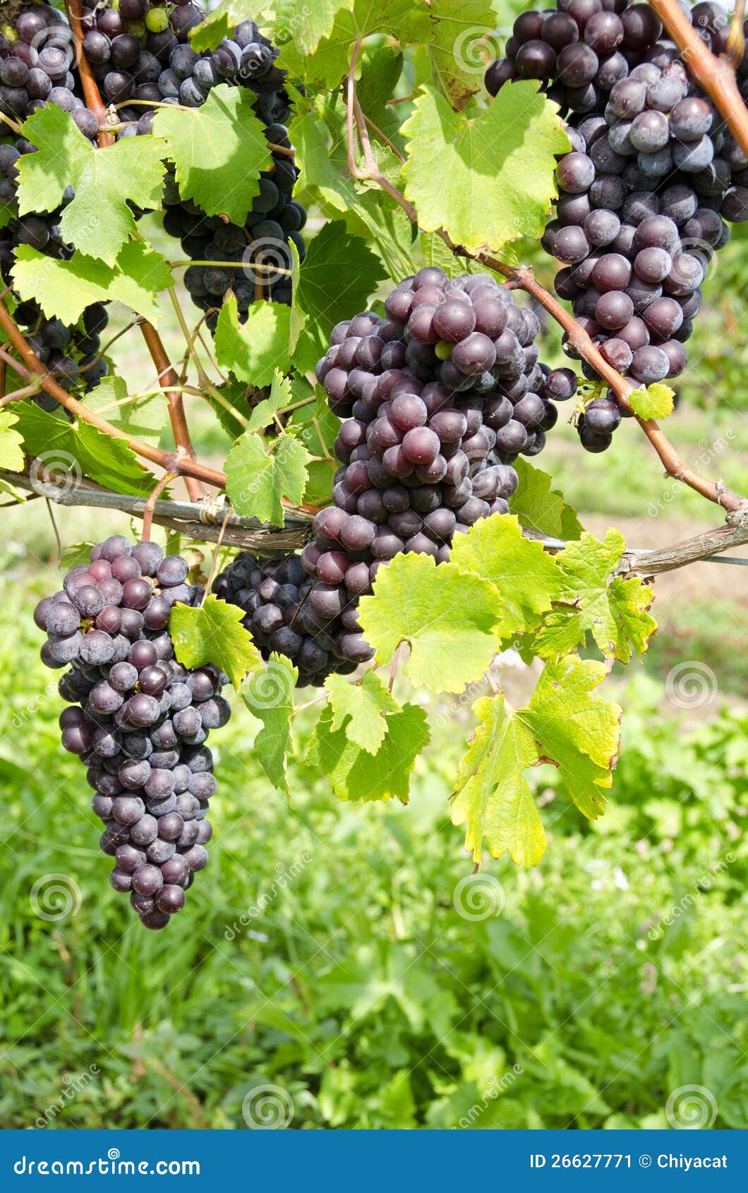 Italian Nebbiolo Red Wine Grapes on the Vine #2 Stock Image - Image of ...