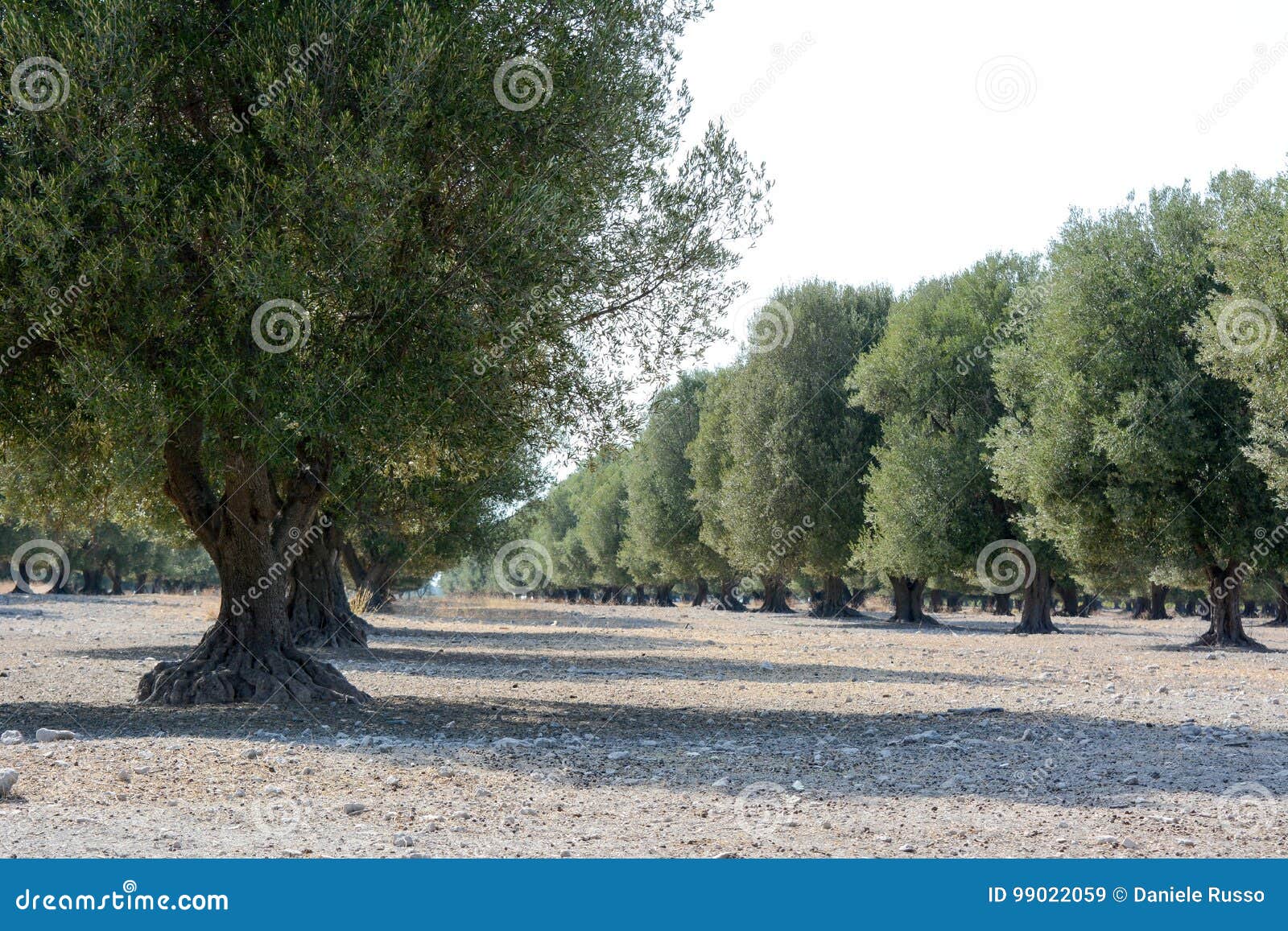 Italian olive tree stock image. Image of summer, grove - 99022059