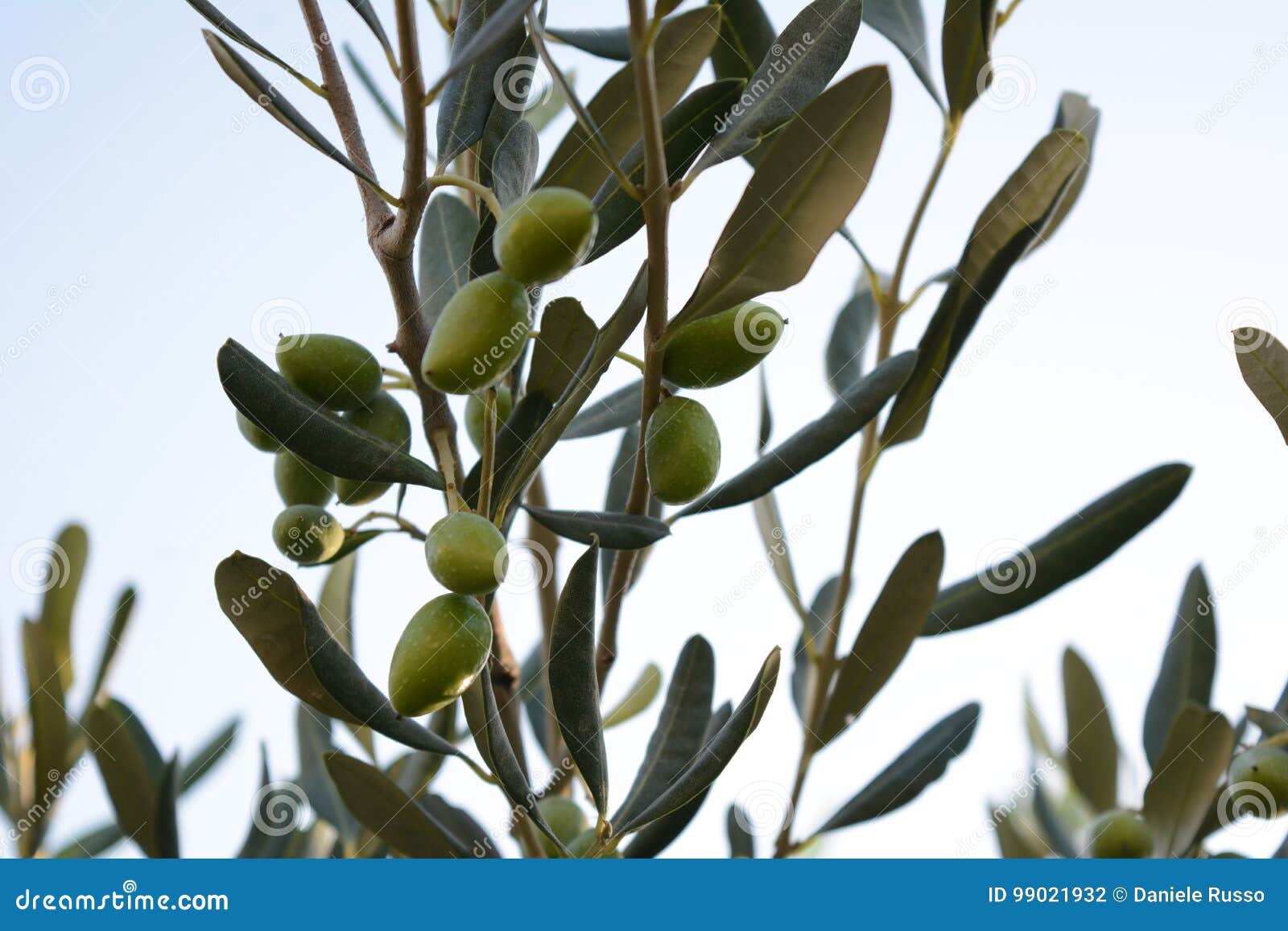 Italian olive tree stock photo. Image of summer, harvest - 99021932