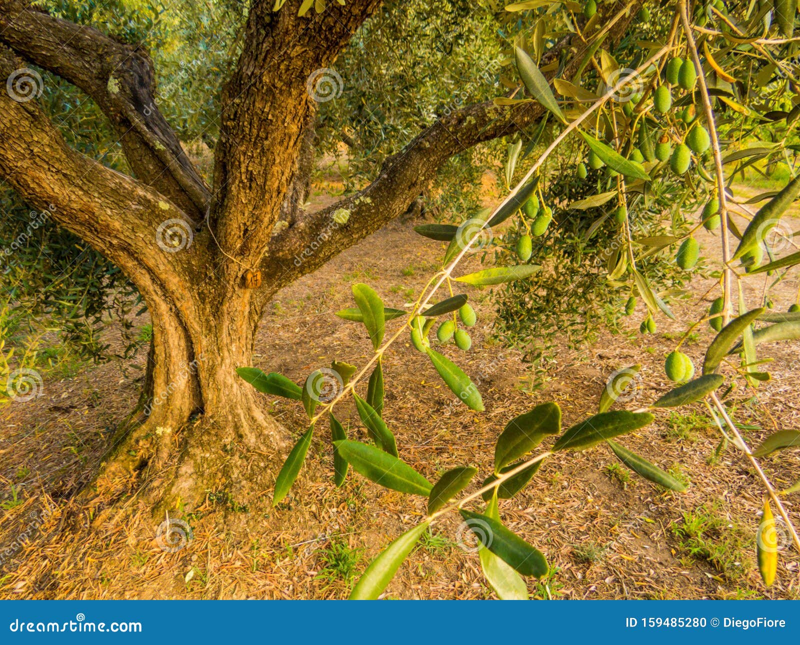 Italian Olive Tree stock photo. Image of country, fruit - 159485280