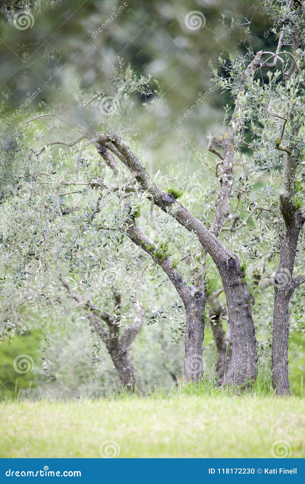 Olive tree stock photo. Image of aged, country, healthy - 118172230