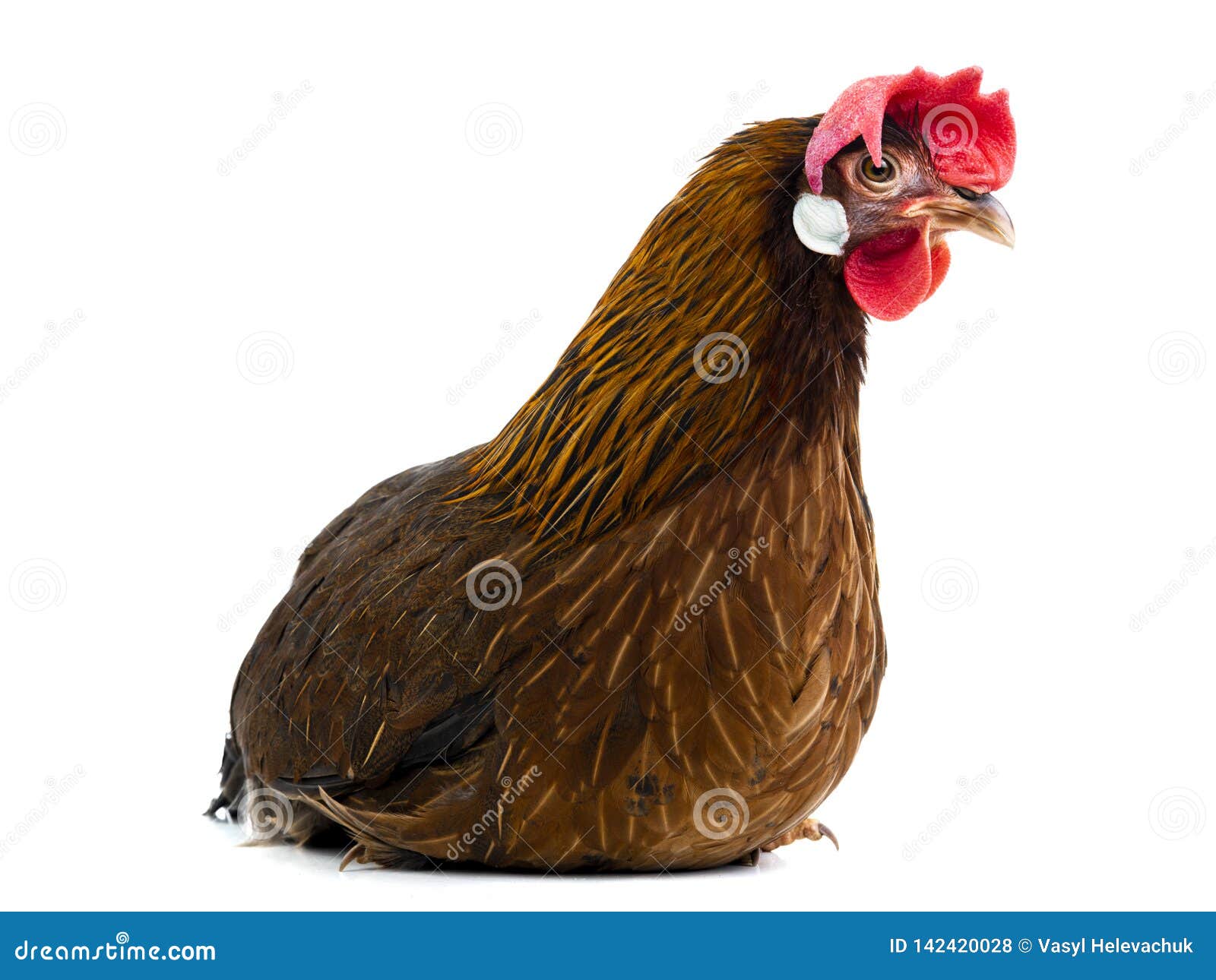 Italian Partridge Chicken Isolated Stock Photo - Image of agriculture ...