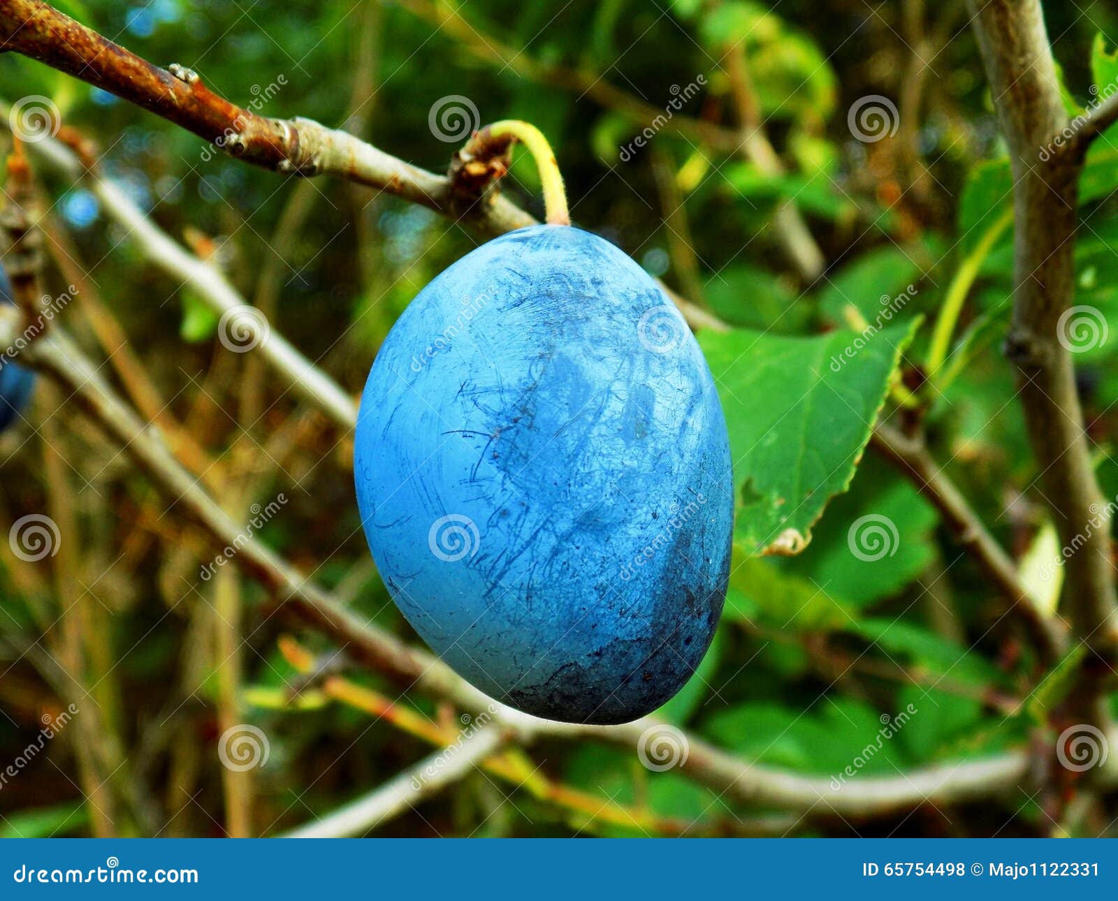 Italian Prune Plum on tree stock photo. Image of sweet - 65754498