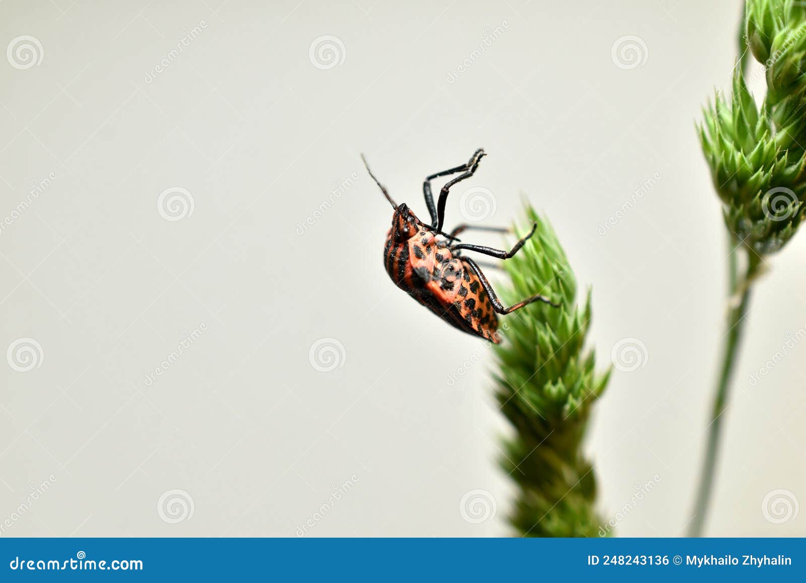 Italian Red Bug, Side View. Stock Photo - Image of nature, italicum ...