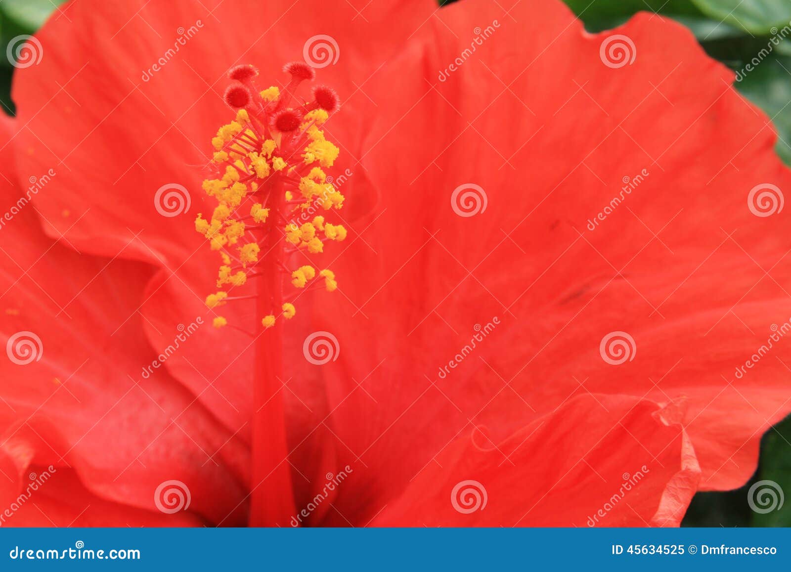 Italian red flower stock image. Image of jump, education - 45634525