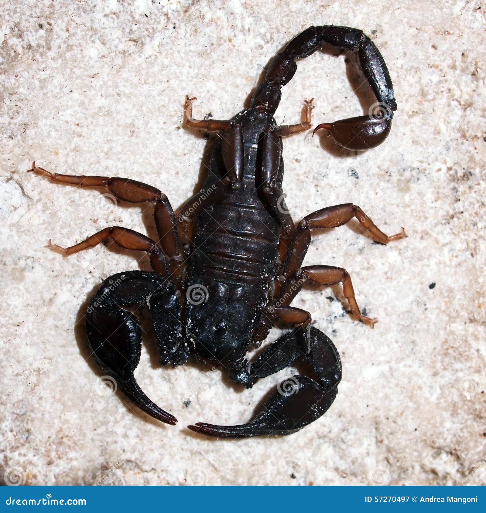 Italian Scorpion (Euscorpius Italicus) Stock Image - Image of europe ...