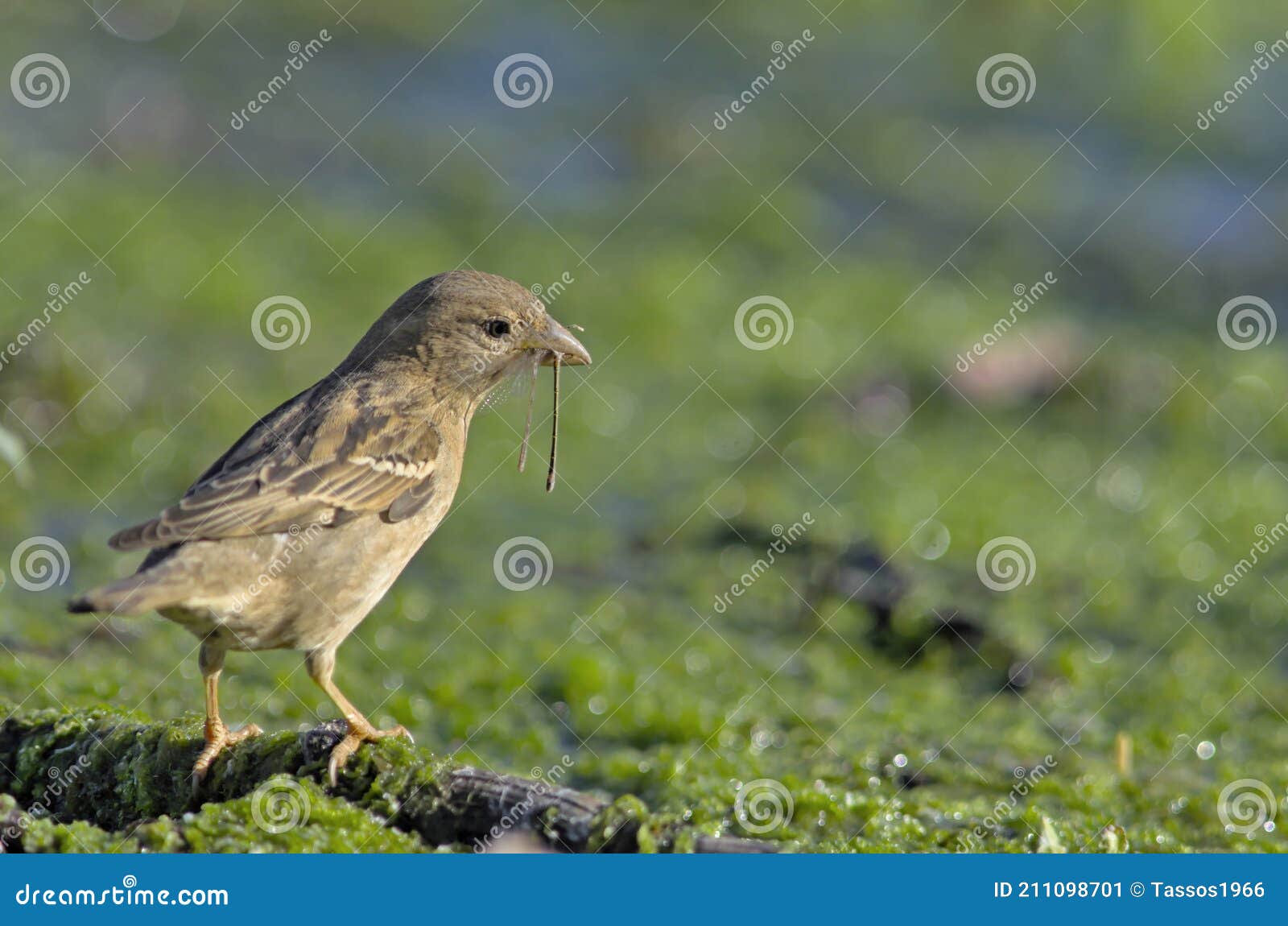 Italian Sparrow, Crete stock image. Image of color, greece - 211098701