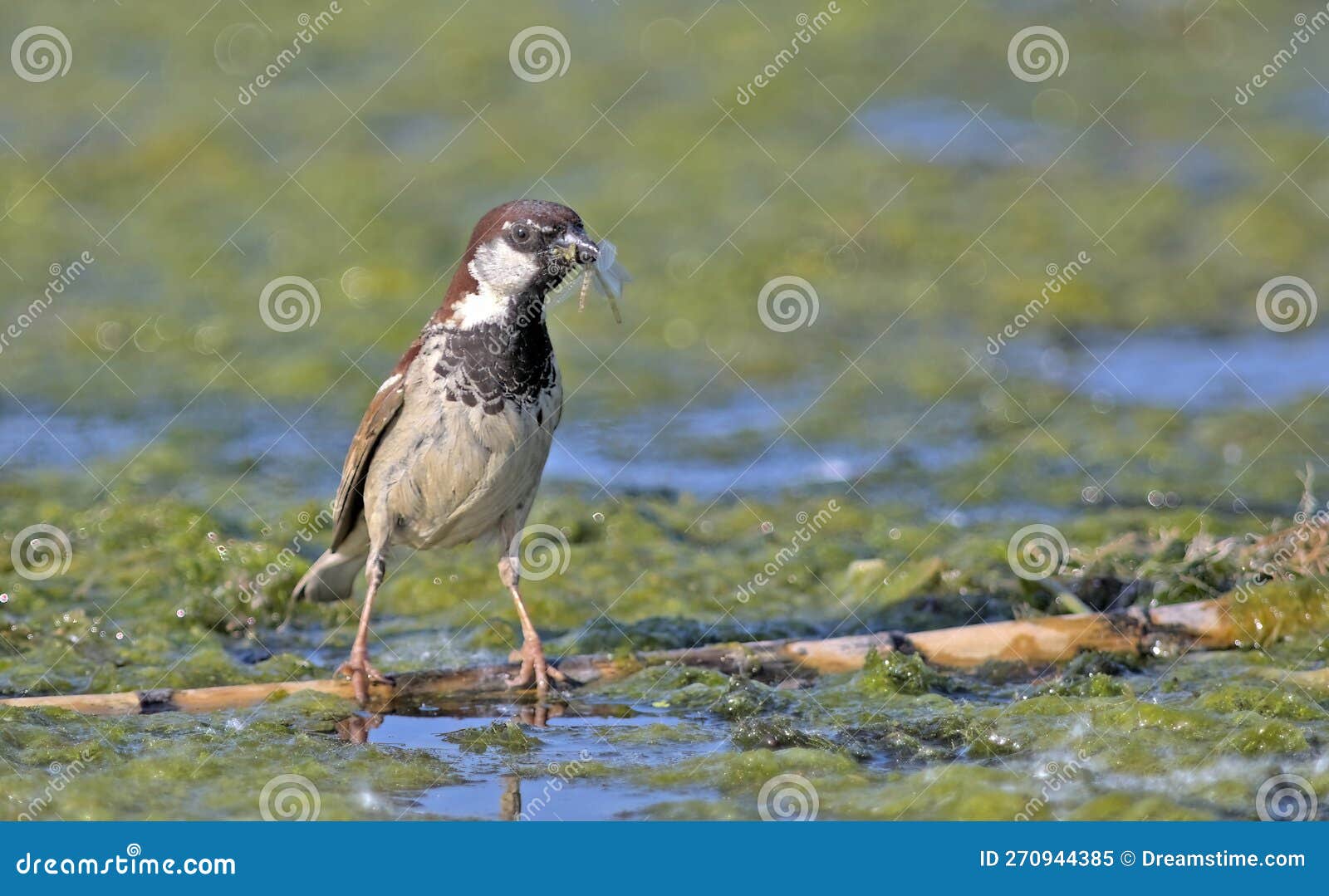 Italian Sparrow, Crete stock image. Image of passerine - 270944385