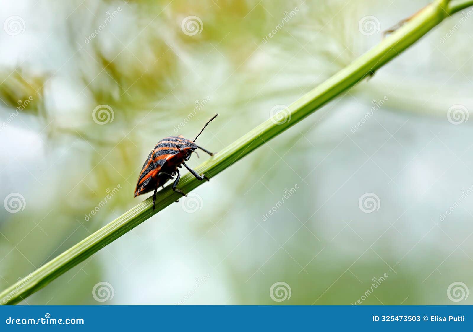 Italian Stink Bug Crawling Up on a Stem of a Plant Stock Image - Image ...
