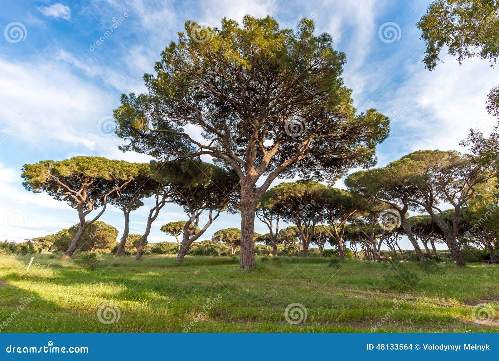 Italian stone pine stock photo. Image of outdoor, scenic - 48133564