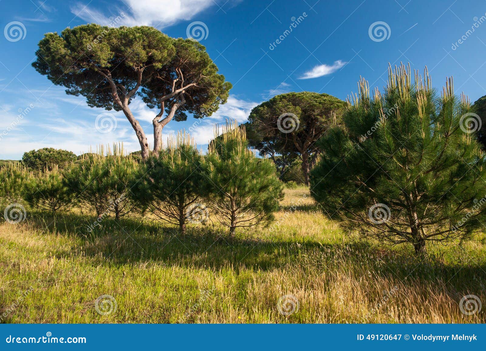 Italian stone pine stock image. Image of pine, flora - 49120647