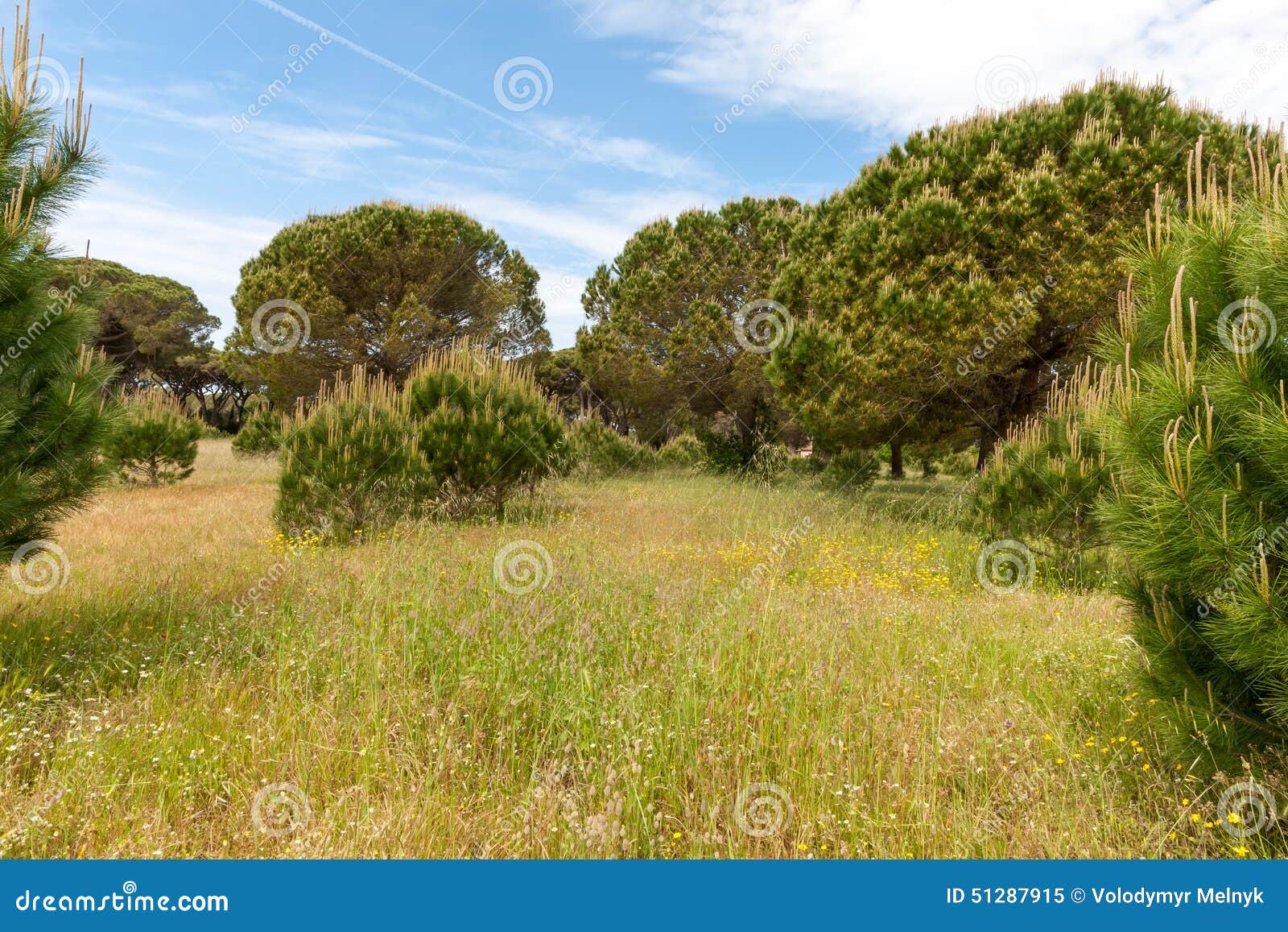 Italian stone pine stock image. Image of horizontal, landscape - 51287915