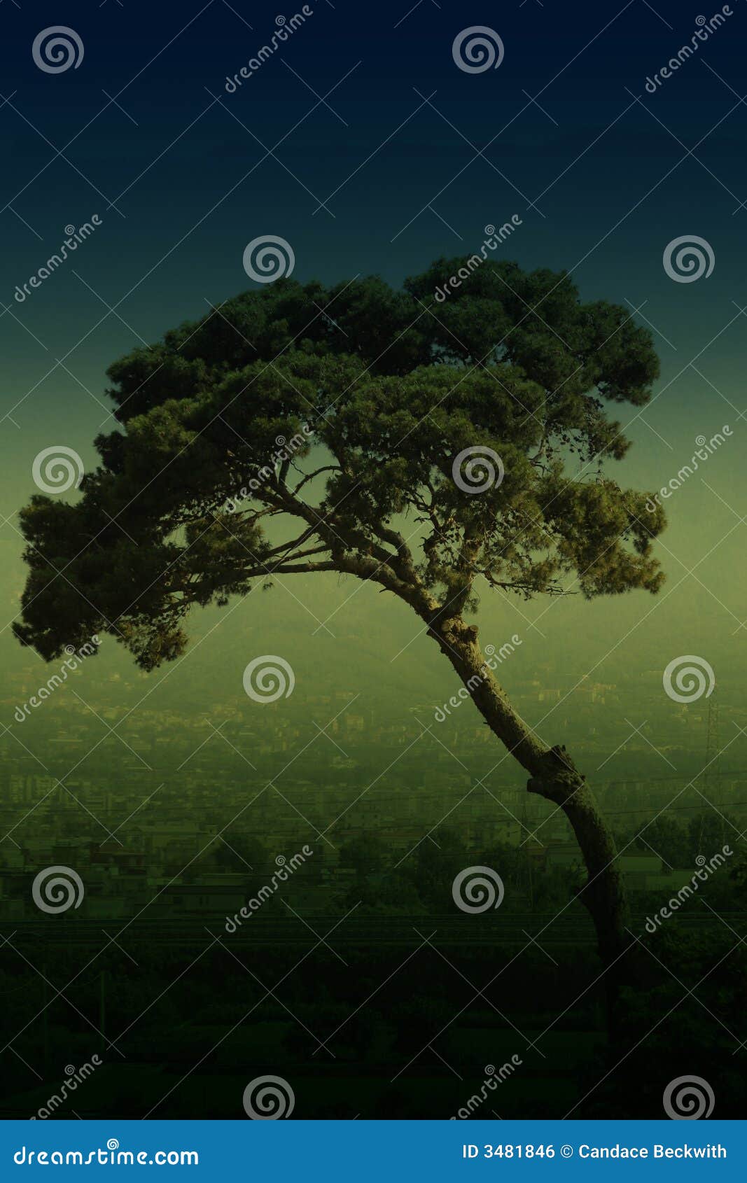 Italian Stone Pine Tree stock photo. Image of rome, europe - 3481846