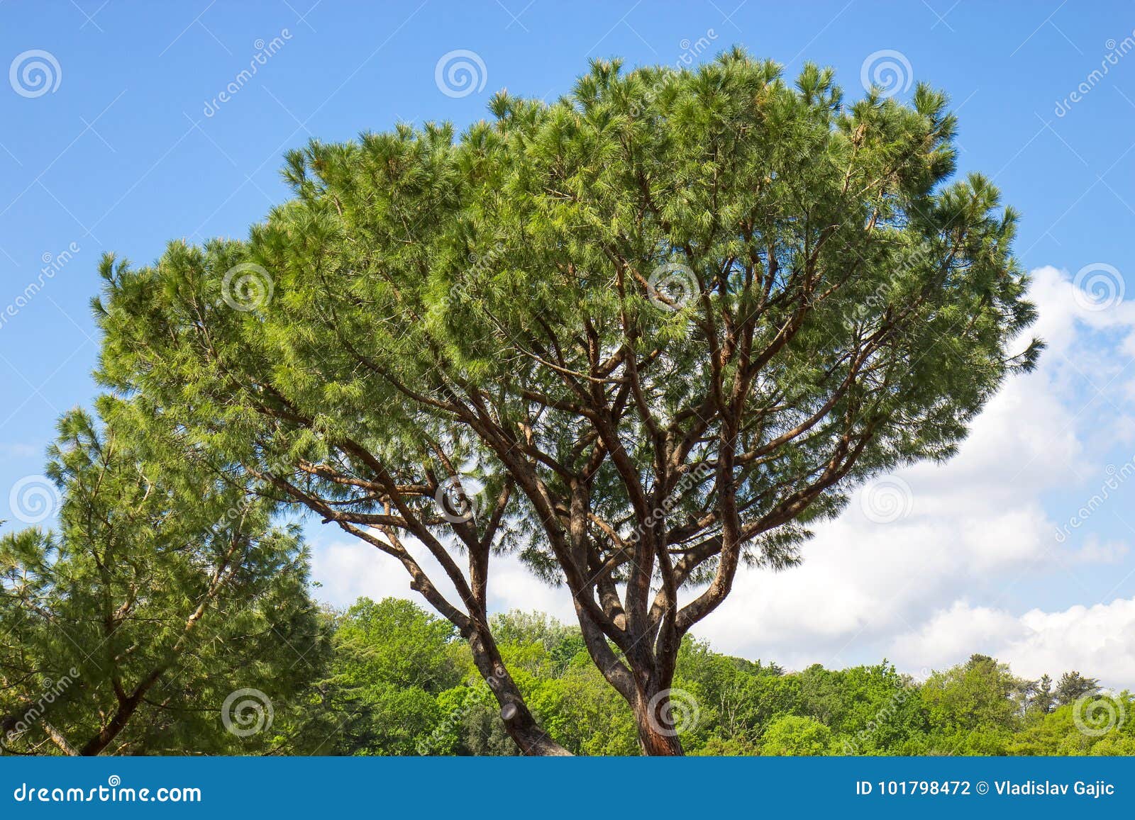 An Italian Stone Pine, Known As Stone Pine Tree, Umbrella Form Dicut ...