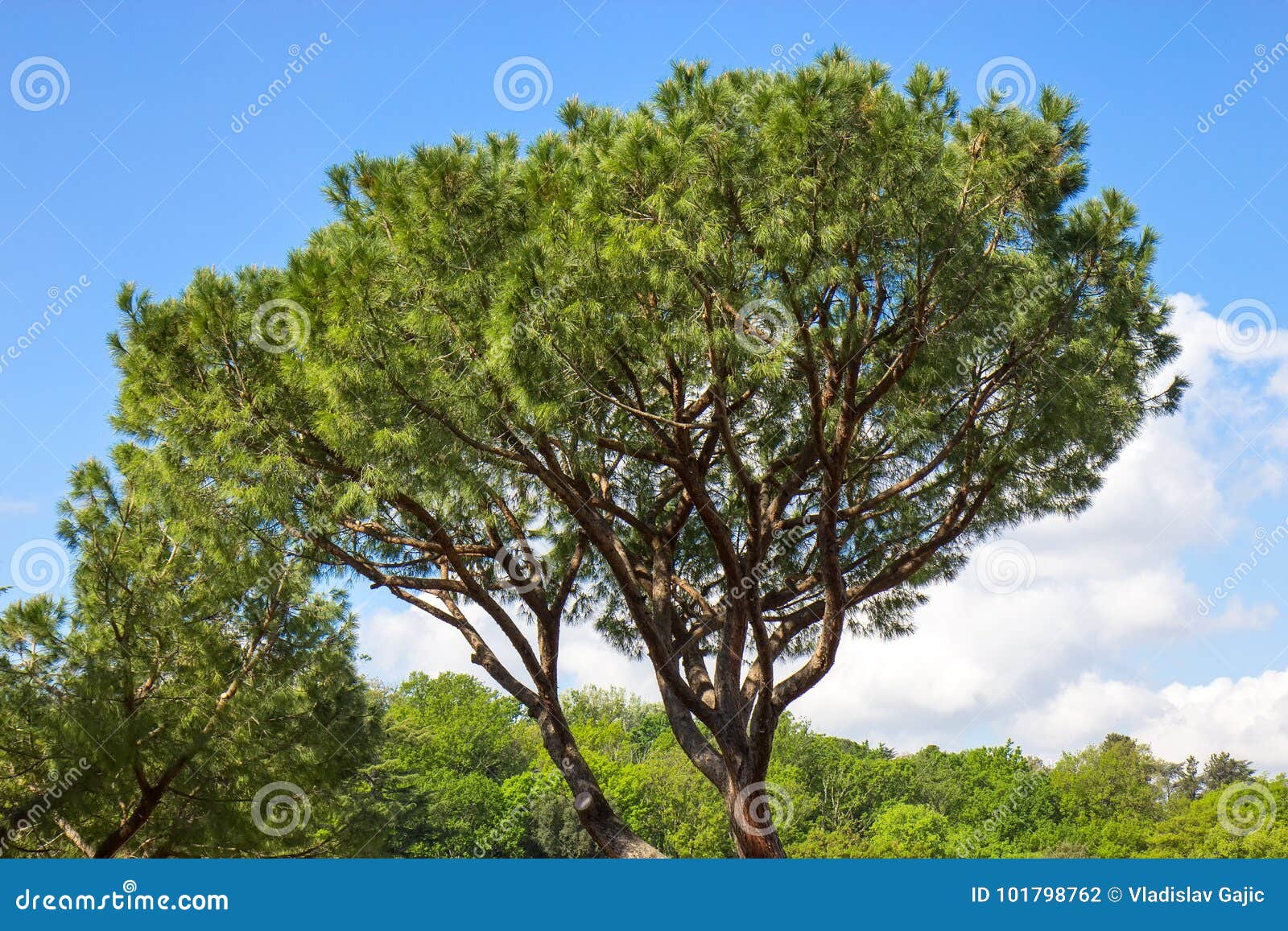 Italian stone pine tree stock photo. Image of scenic - 101798762