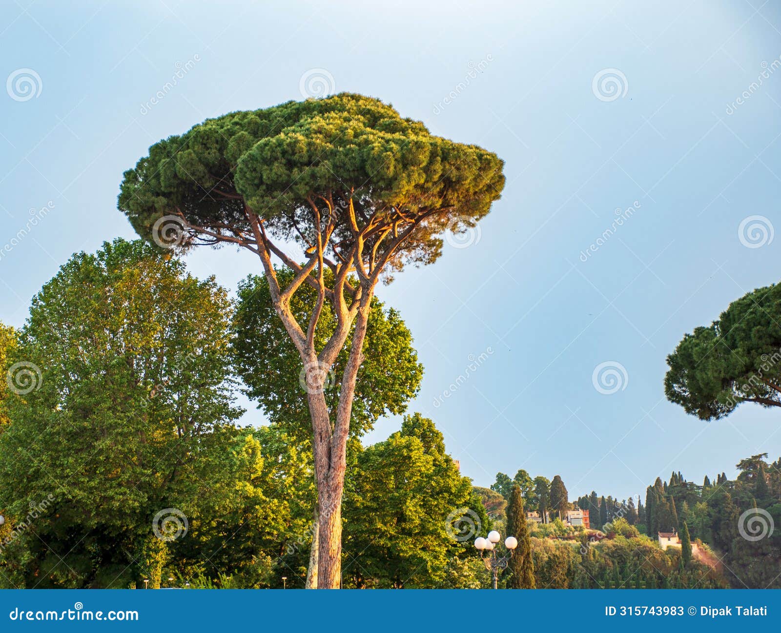 Italian Stone Pine Tree stock image. Image of nature - 315743983