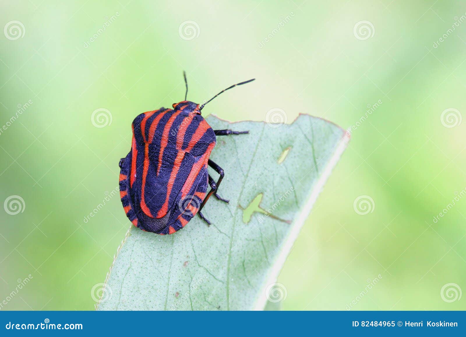 Italian Striped-bug, Graphosoma Lineatum Stock Image - Image of black ...