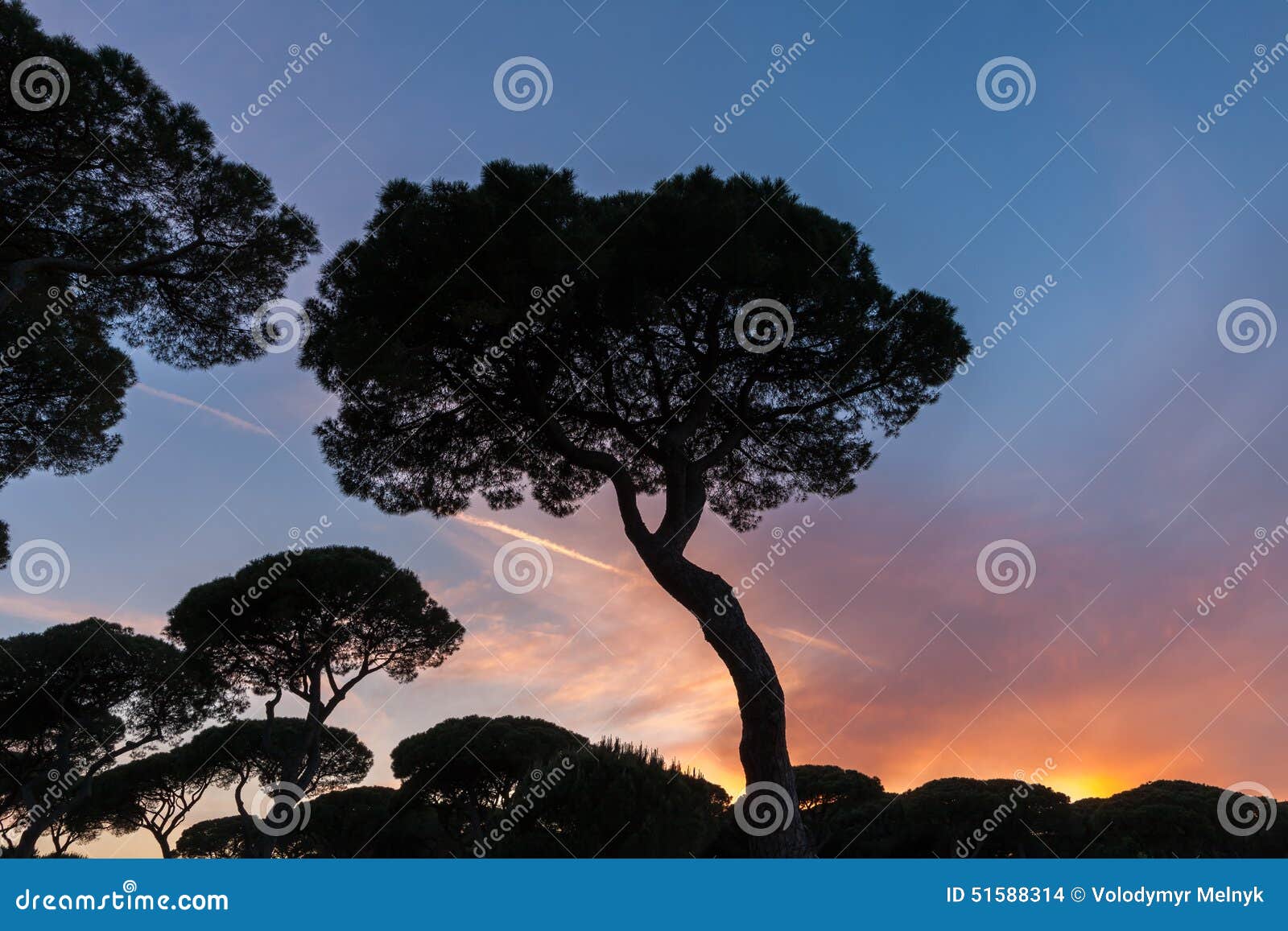 Italian Sunset on the Background of Pines Stock Photo - Image of ...