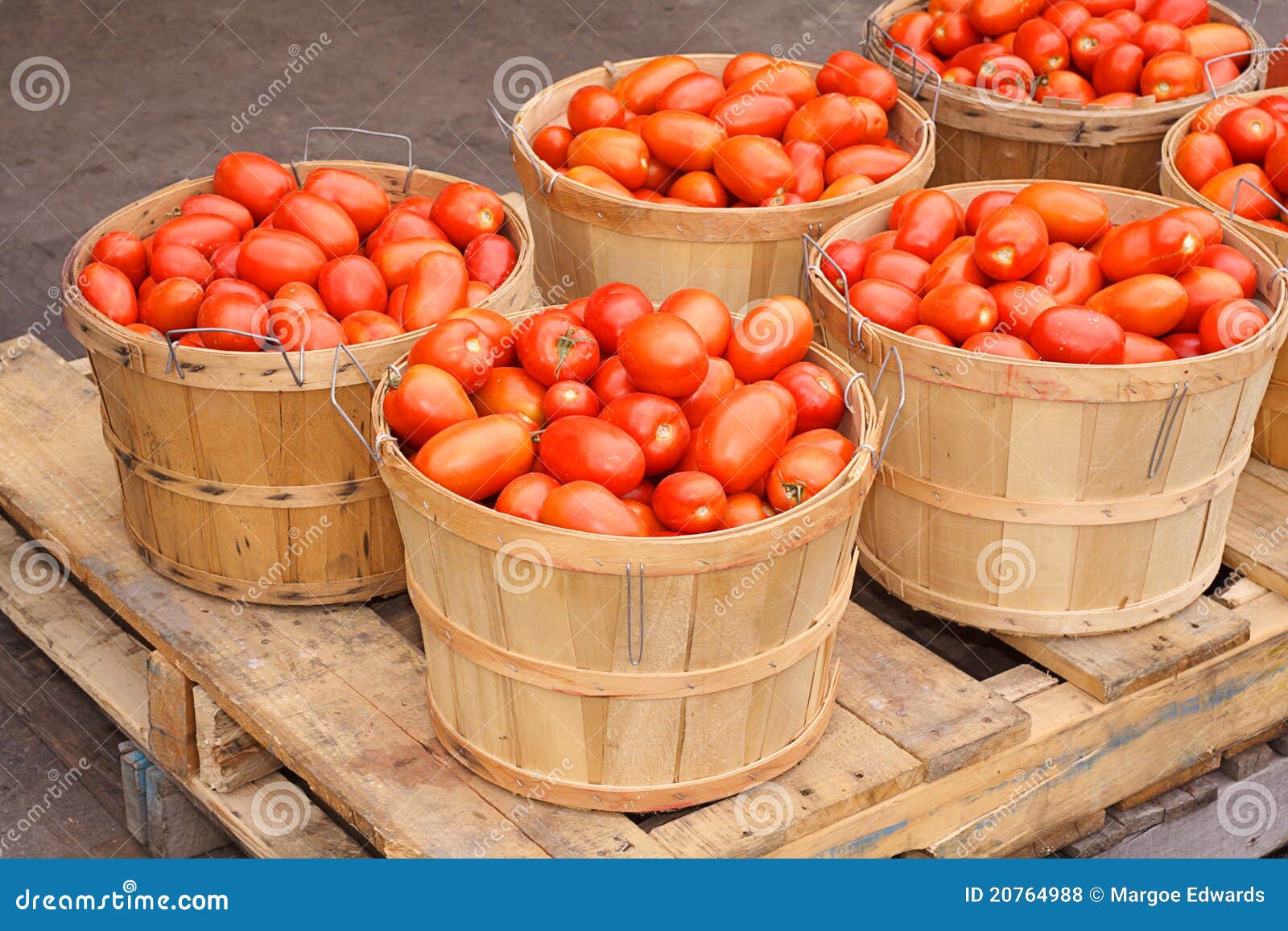 Italian tomatoes stock photo. Image of basket, roma, fresh - 20764988