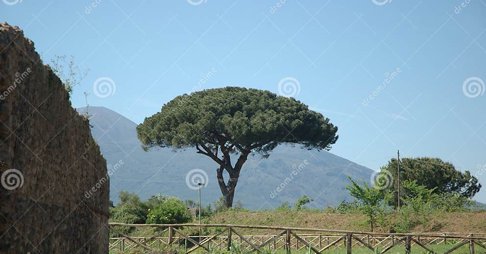 Italian tree stock image. Image of tree, italy, massif - 125635