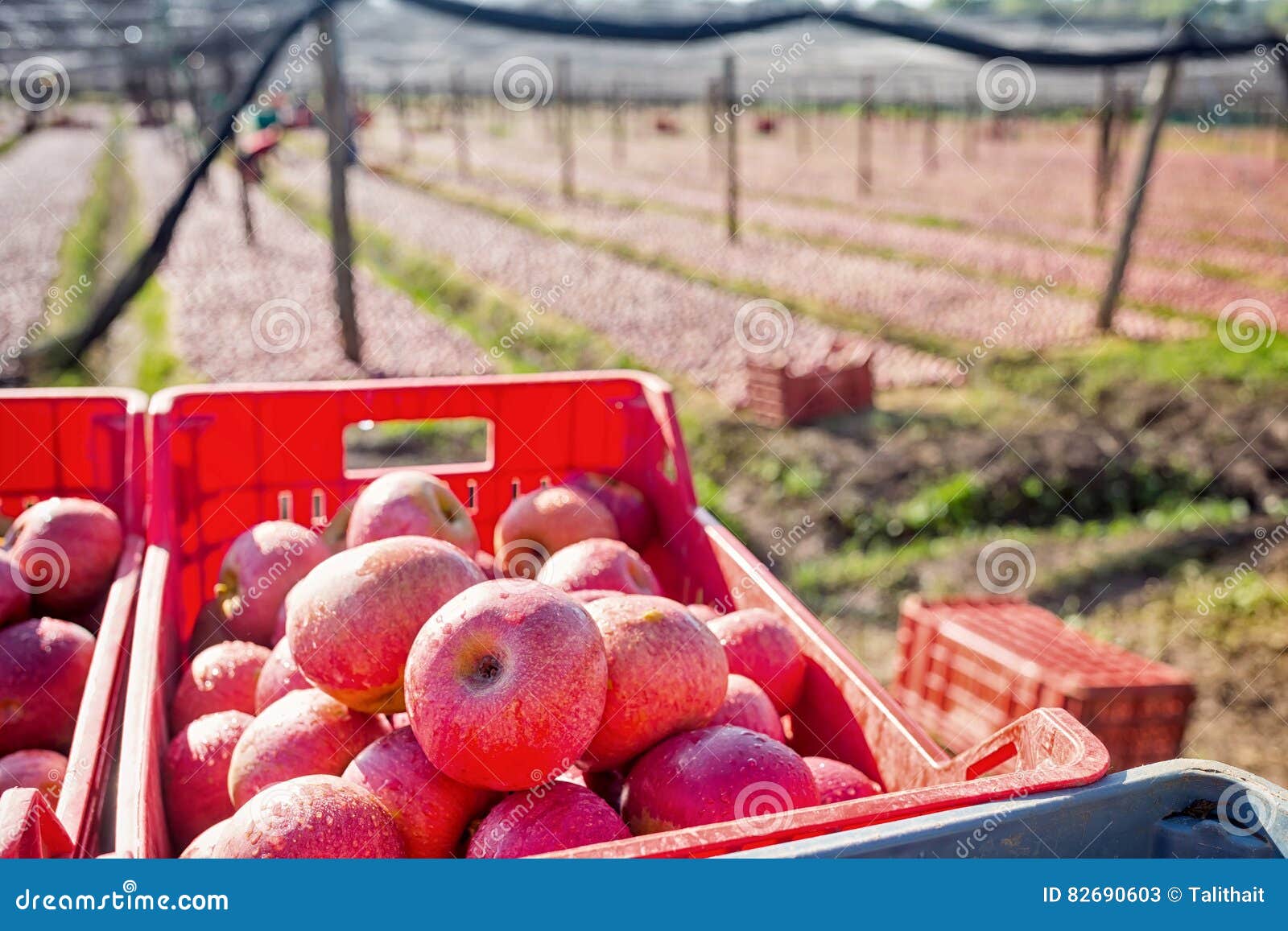 Italian Typical Apples in a Box Stock Image - Image of colorful, food ...